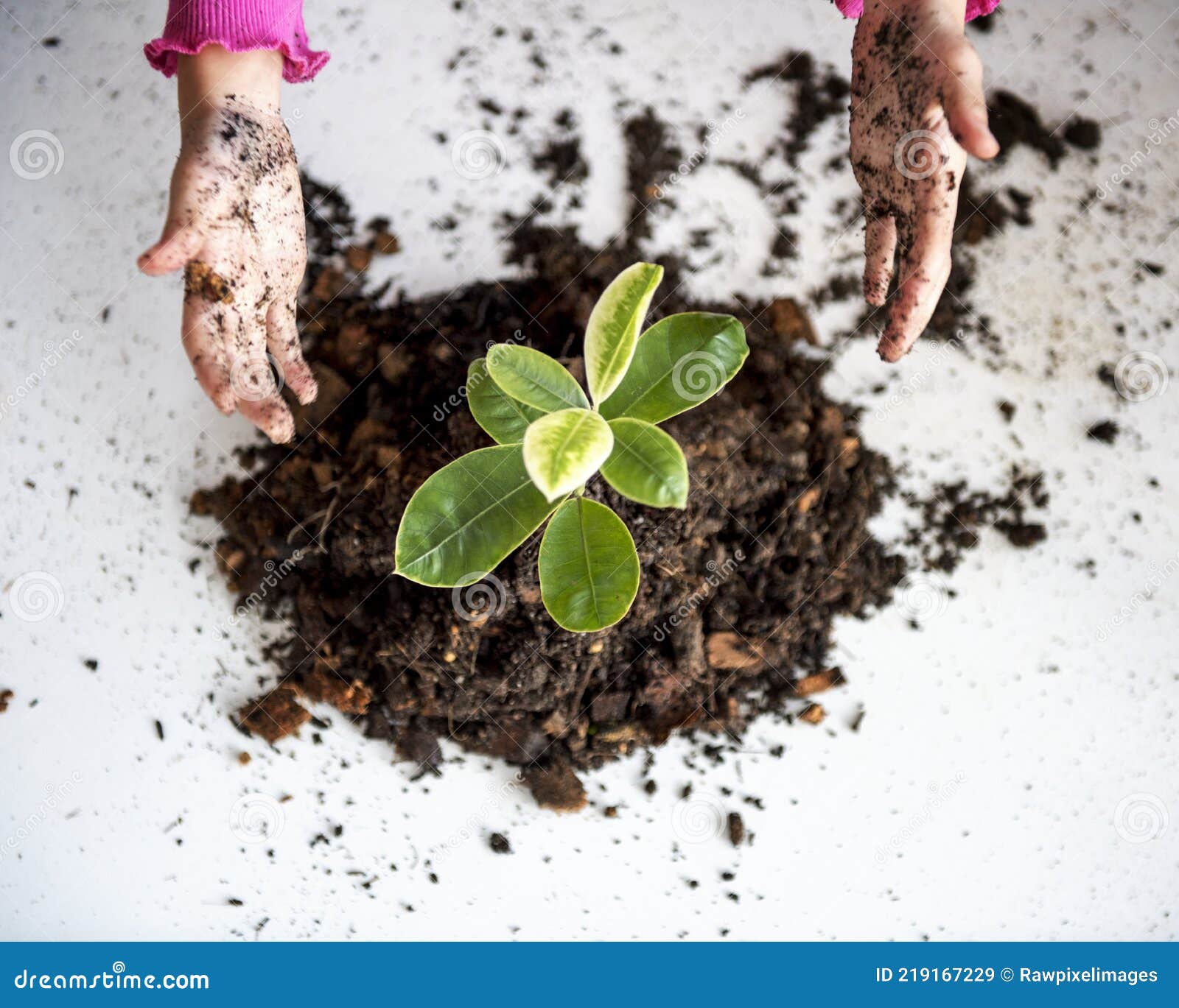 A child planting a tree stock image. Image of aerial - 219167229