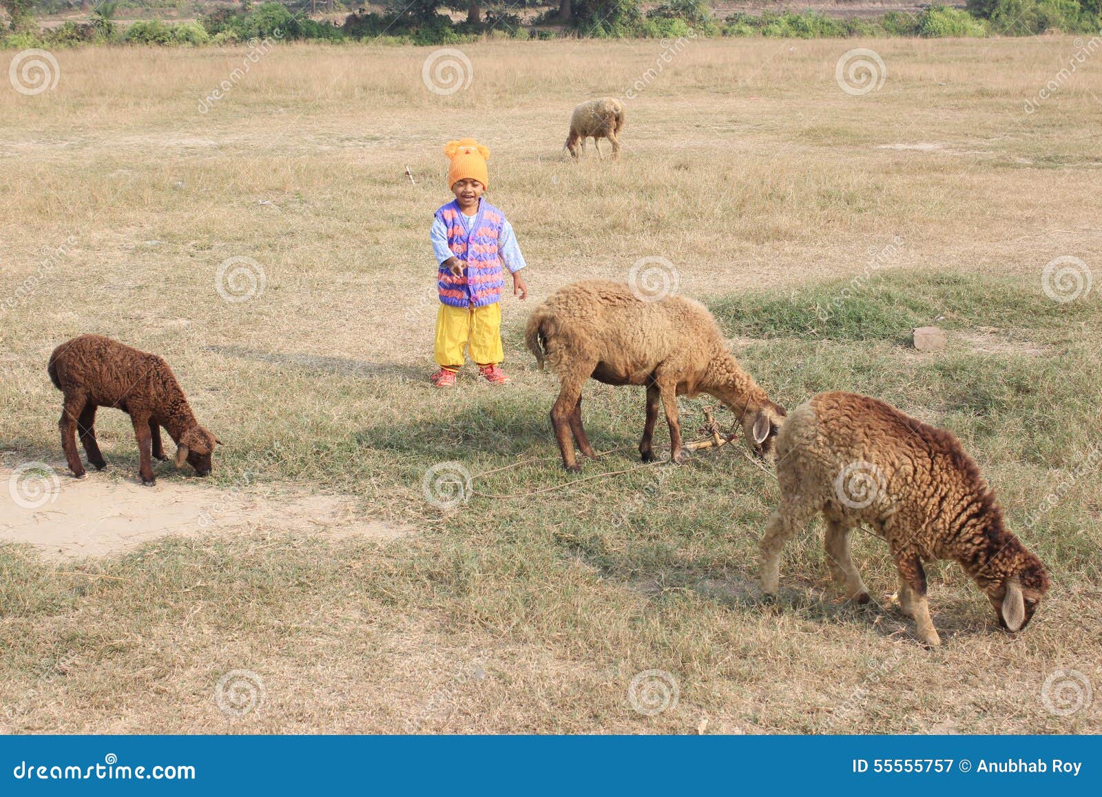 The Child is Playing with Four Sheep. Stock Image - Image of morning ...