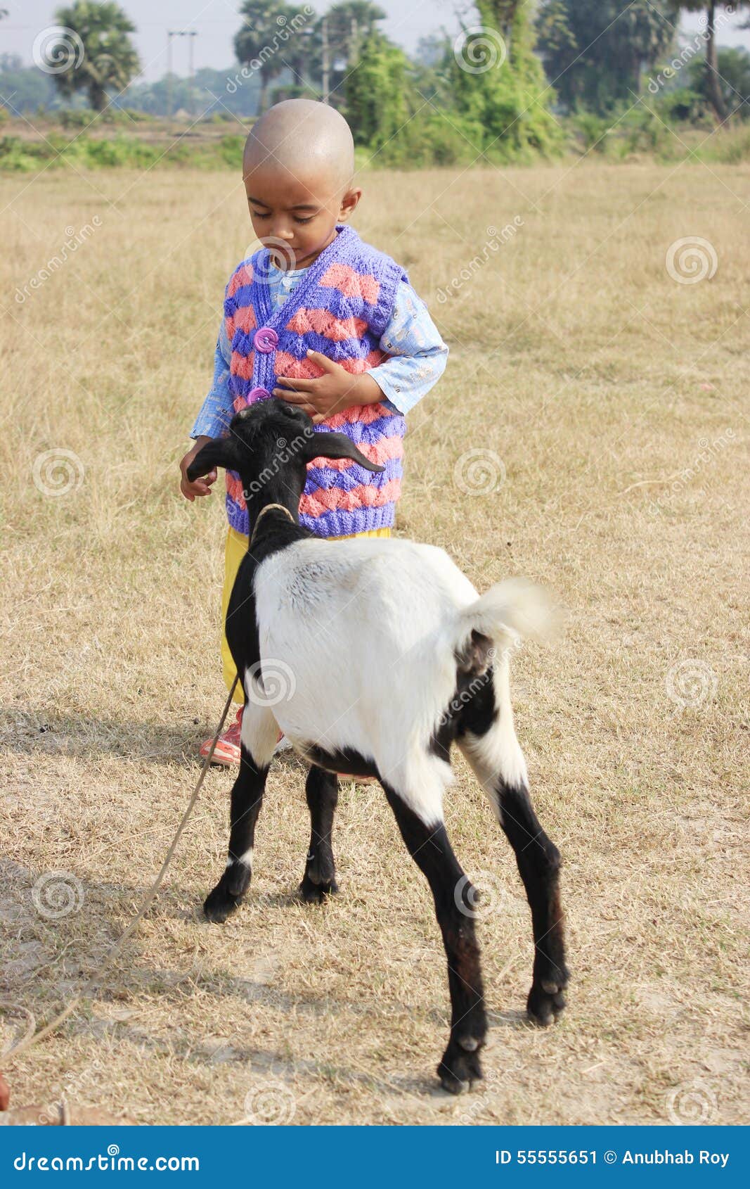 The Child is Playing with a Goat. Stock Image - Image of goat, cream ...