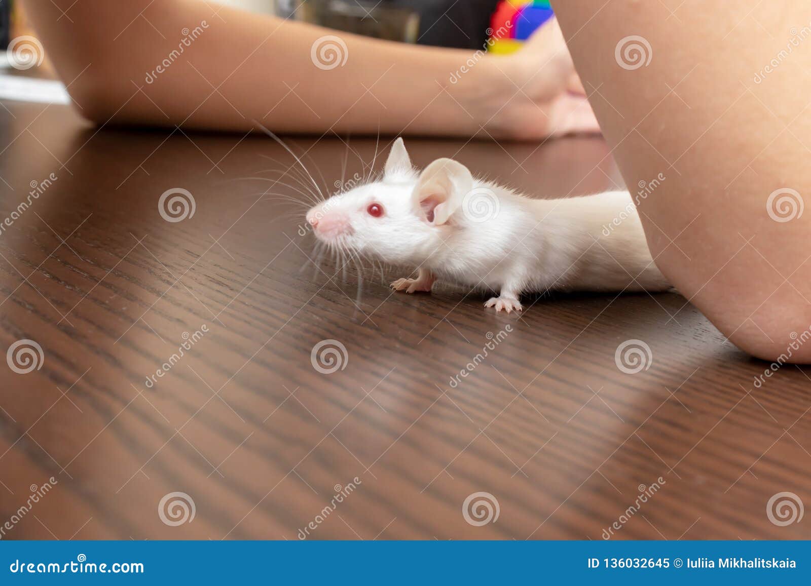 Child Playing with Pretty Cute Little White Laboratory Mouse Stock ...