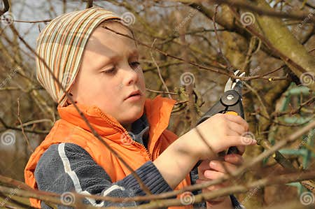 Child pruning tree stock image. Image of pruner, wood - 34404401