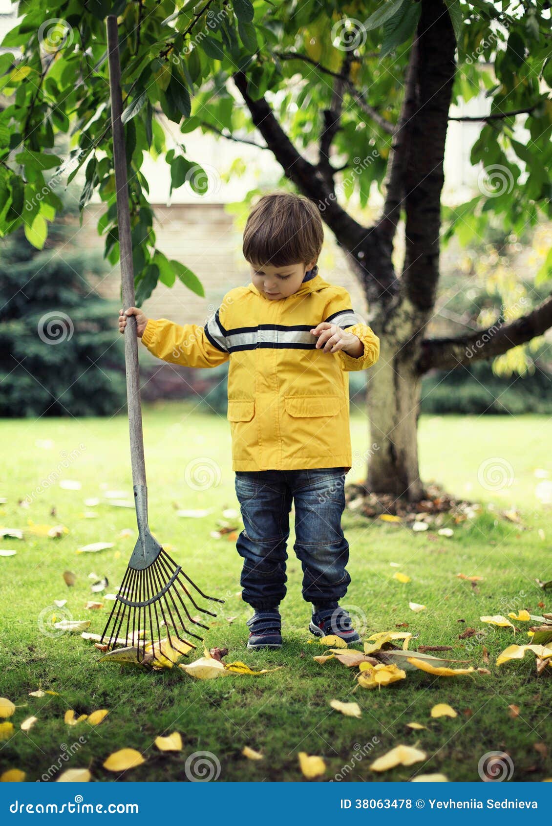 Child Raking Leaves stock photo. Image of grass, little - 38063478