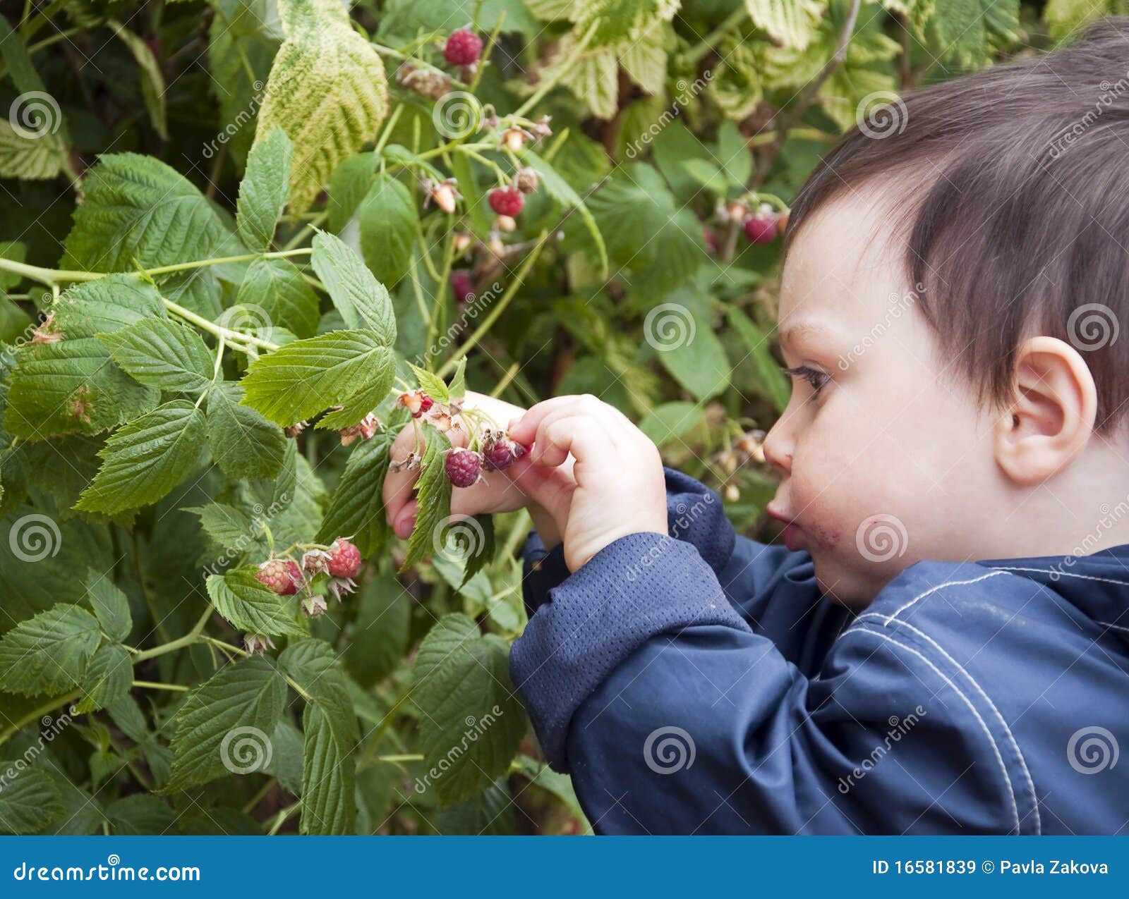 Child with raspberries stock image. Image of girl, berry - 16581839