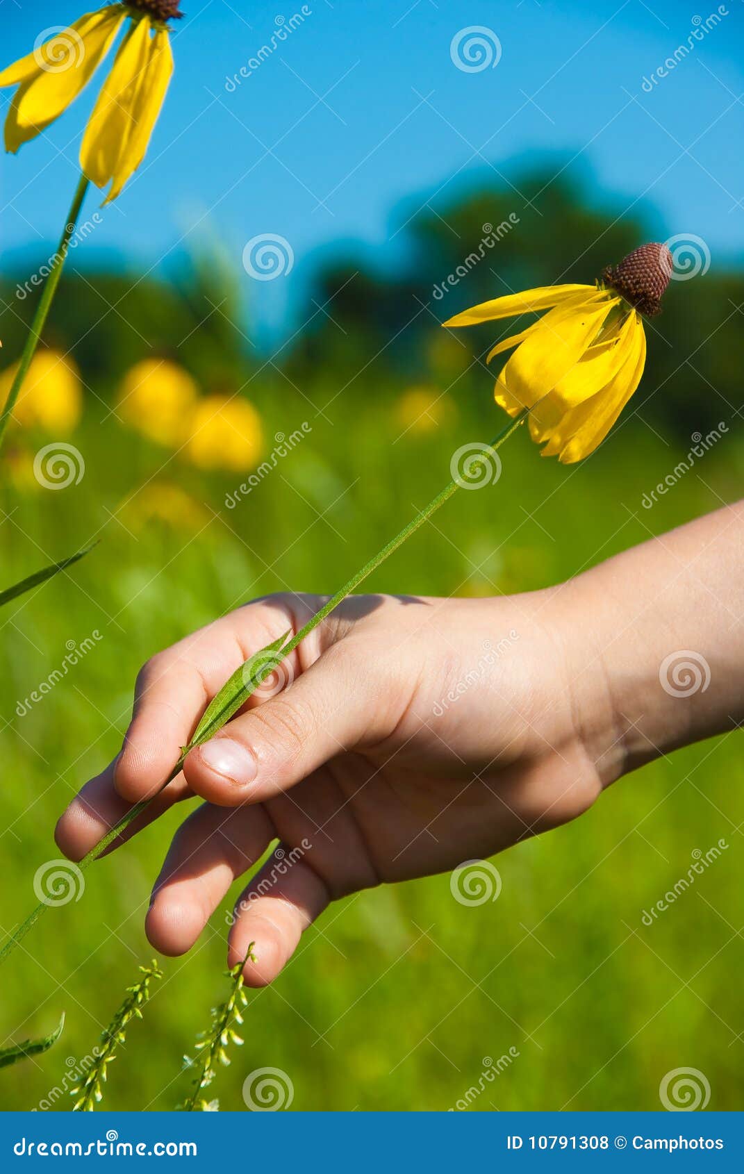 Child Reaches for a Yellow Coneflower Stock Photo - Image of hands ...