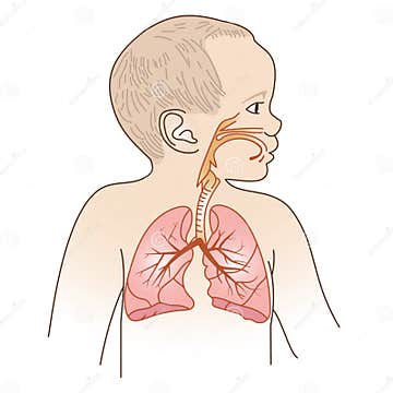 Child Respiratory Scheme stock vector. Illustration of diagram - 61247459