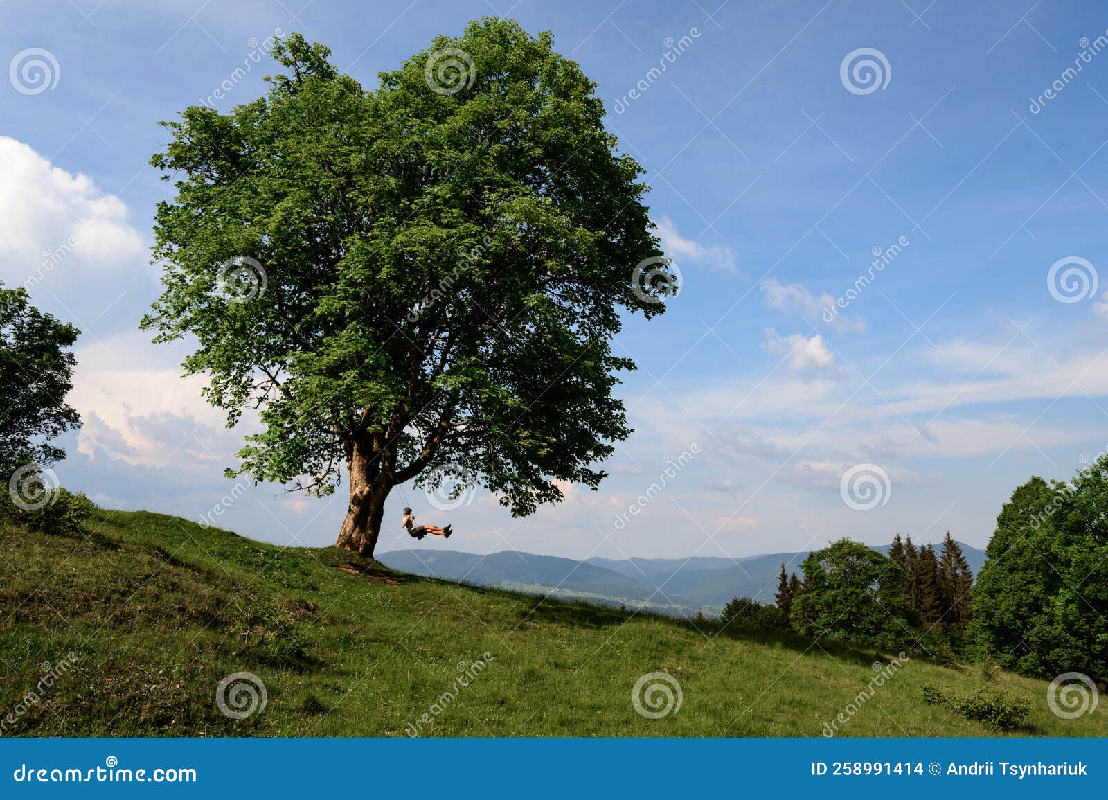 A Child Rides on a Swing High in the Mountains, a Tree and a Swing ...