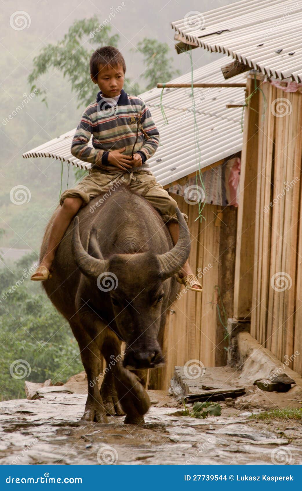 Vietnamese Child On Water Buffalo Editorial Photo | CartoonDealer.com ...