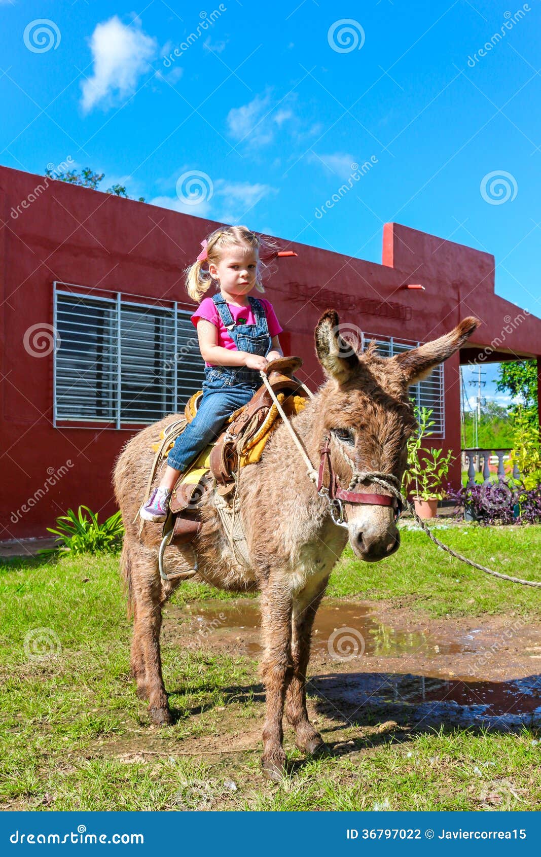 Child Riding A Miniature Donkey Stock Photo | CartoonDealer.com #36797022