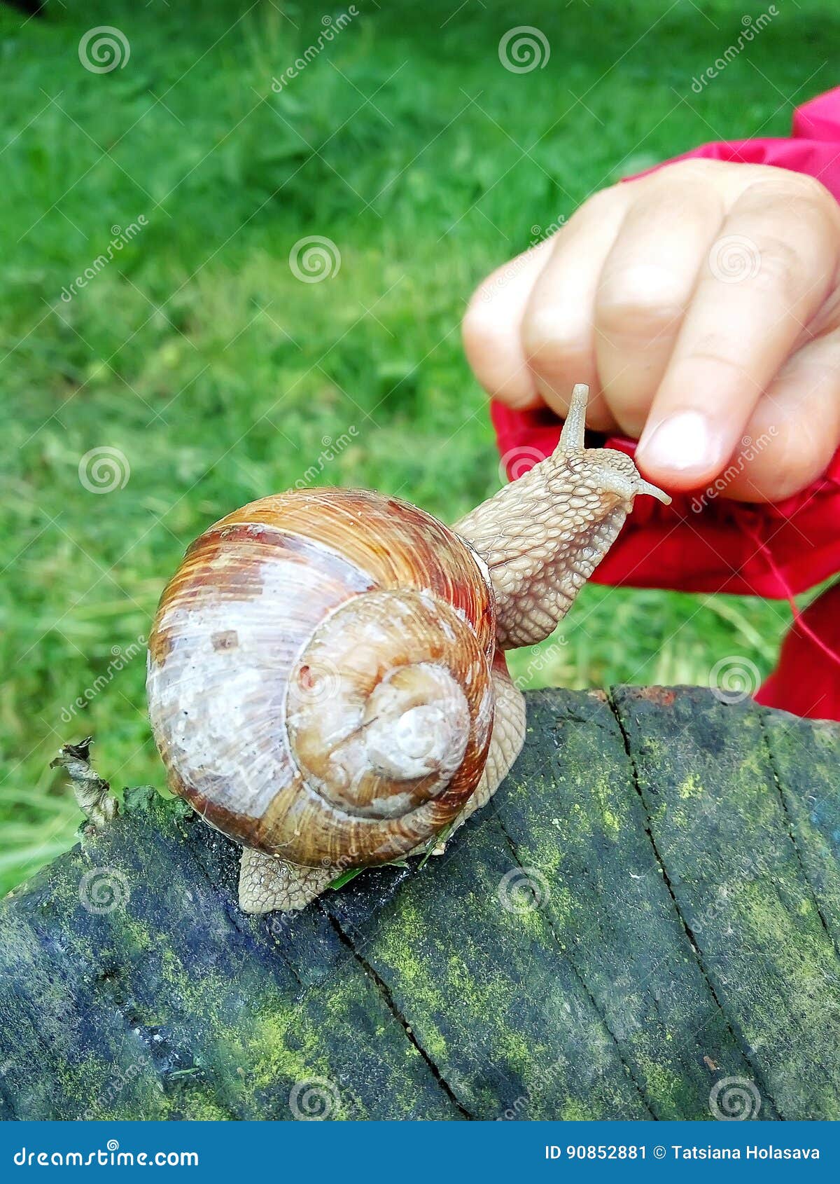 Child`s Finger Pointing on the Snail. Image with Selective Focus Stock ...