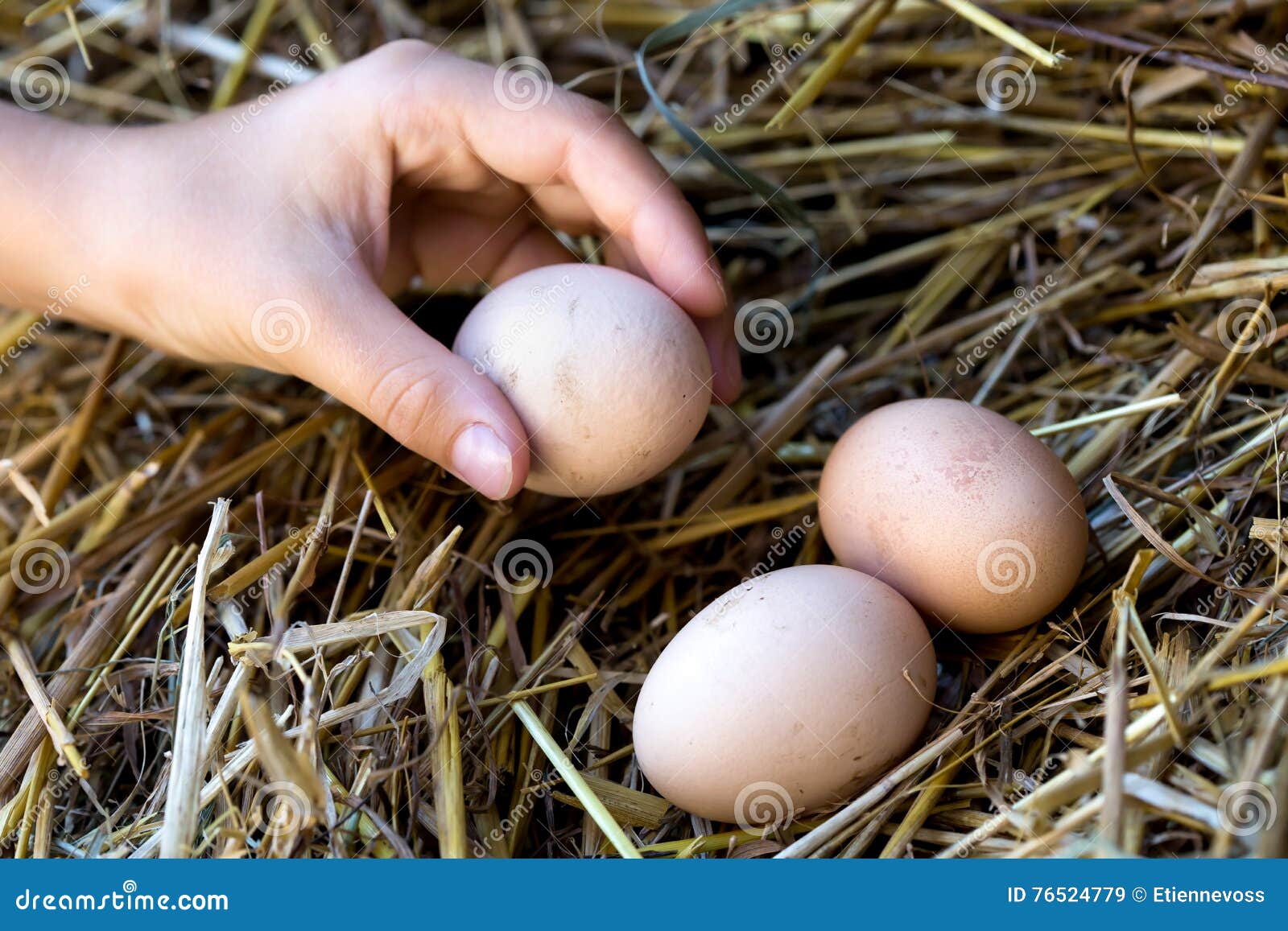 Child S Hand Collecting Freshly Laid Eggs. Stock Image - Image of ...