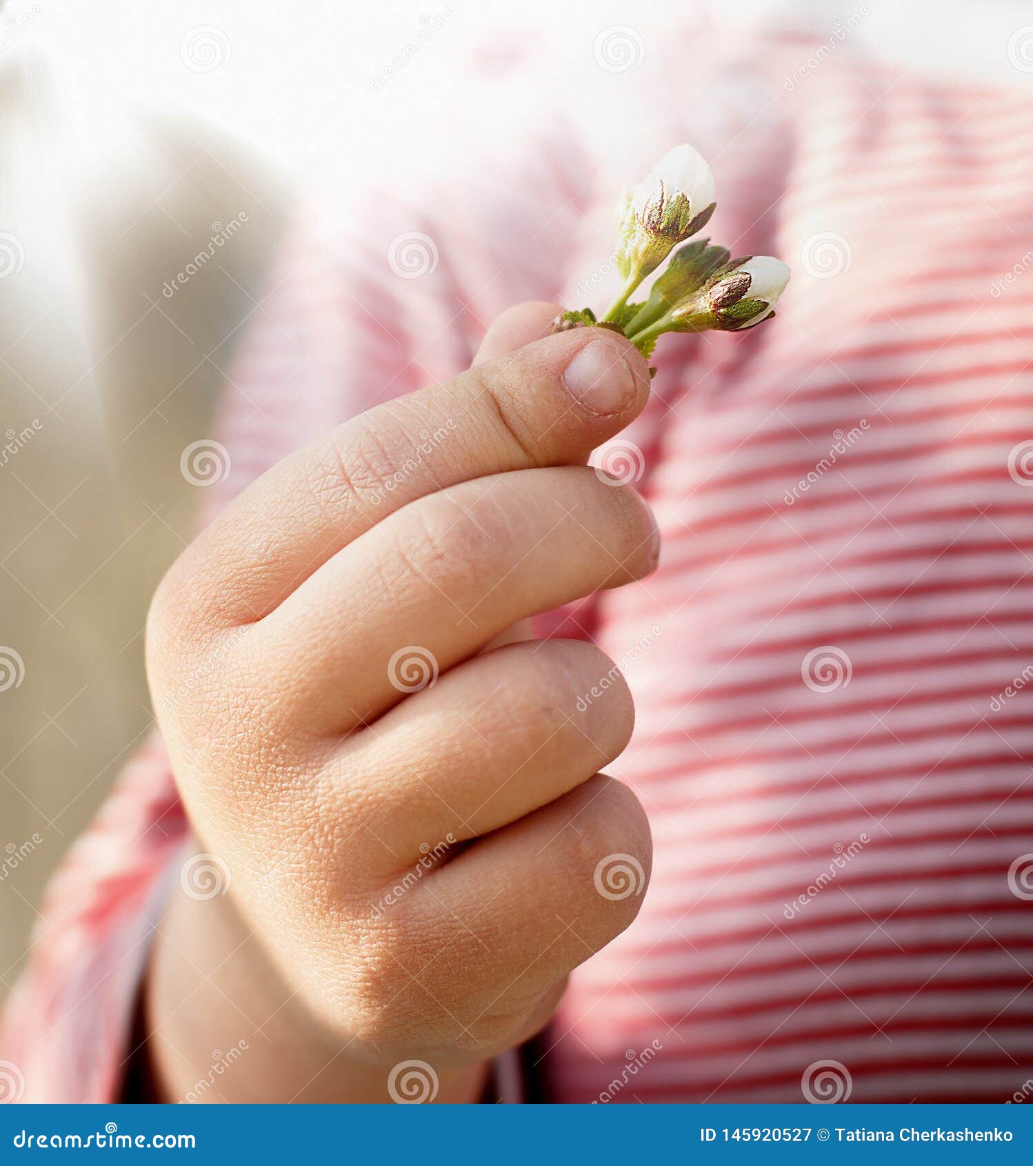 The Child`s Hand. Flower in the Hand of a Child. Stock Image - Image of ...