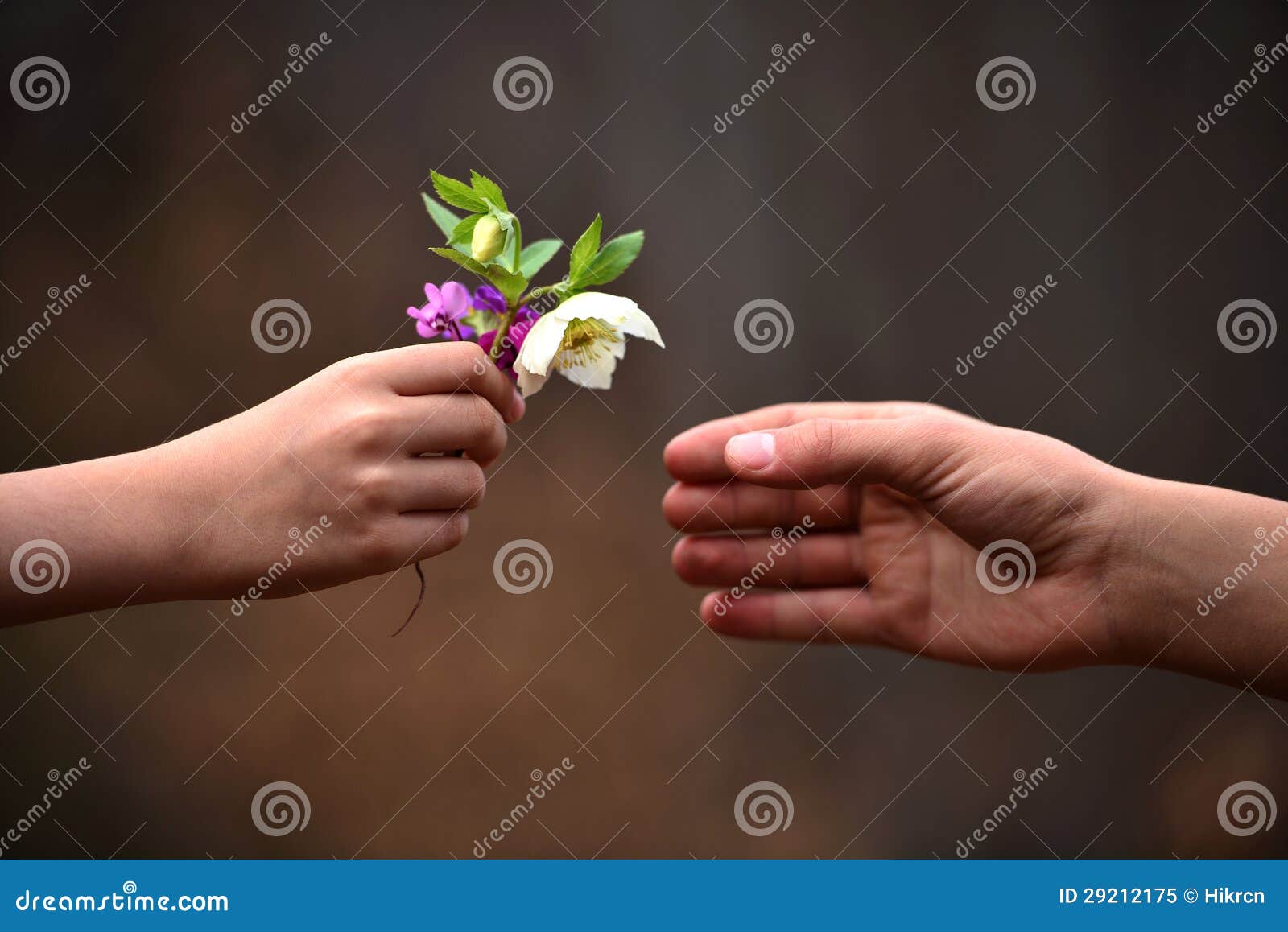 The Child S Hand Flower Gift Stock Image - Image of green, details ...