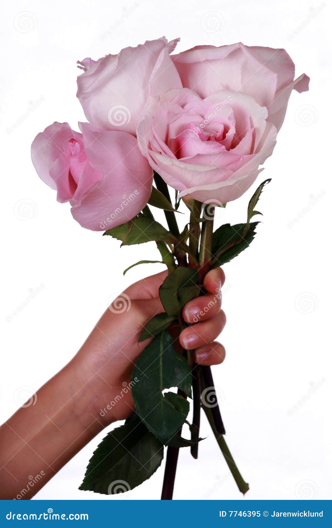 Child S Hand Holding Pink Roses Stock Image - Image of handful, stem ...