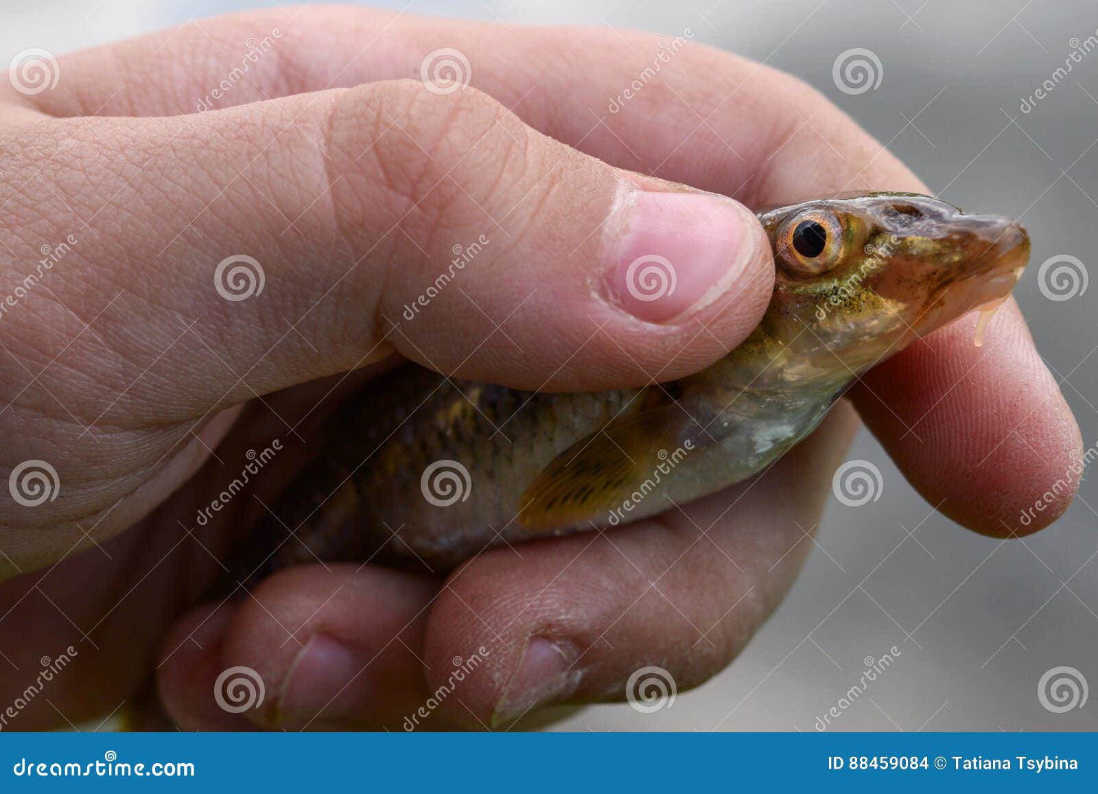 Child`s Hand Holding a Small Fish, Closeup. Stock Photo - Image of ...