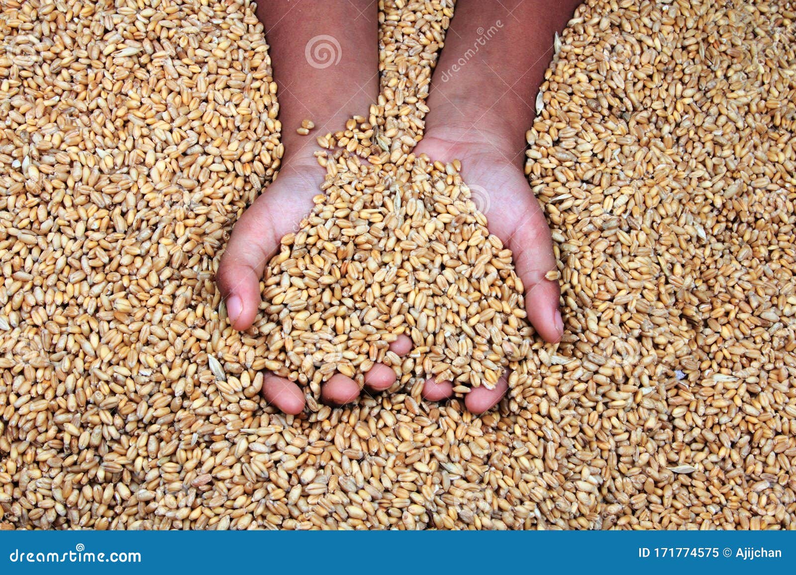 A Child`s Hand Holding Grains Stock Image - Image of pile, wholewheat ...