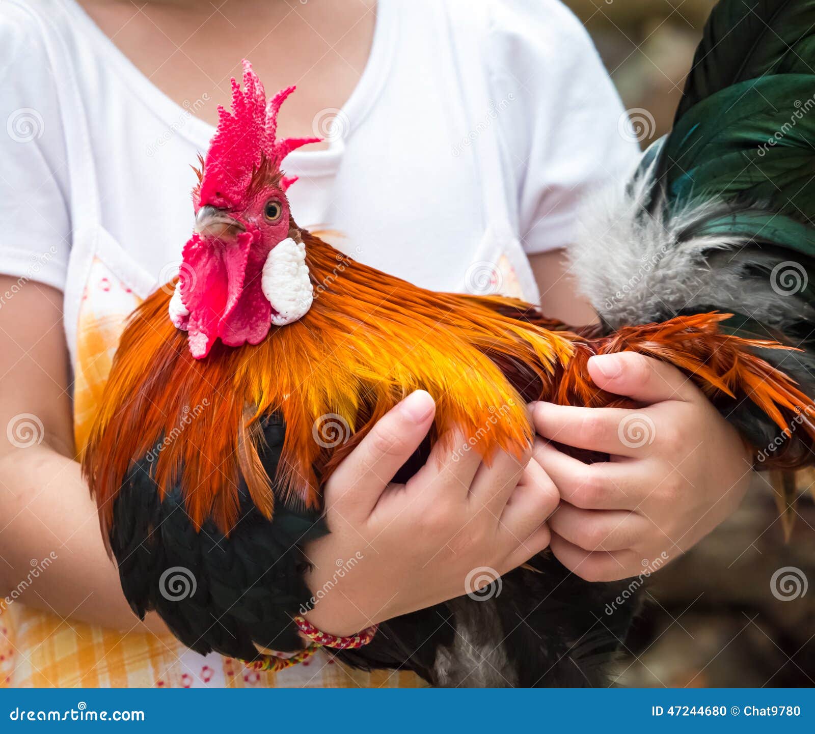 Child S Hand Hugging Rooster Stock Photo - Image of animal, nature ...