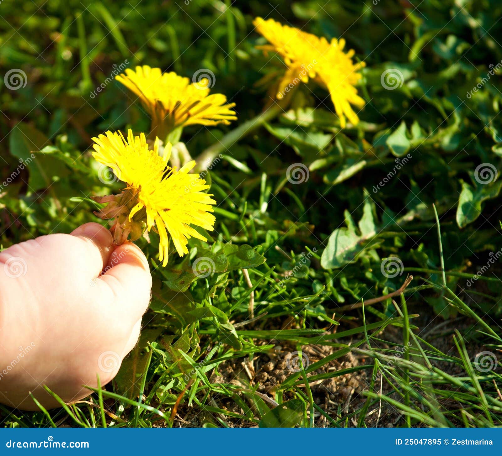 Child S Hand Picking the Flower Stock Image - Image of child, pick ...