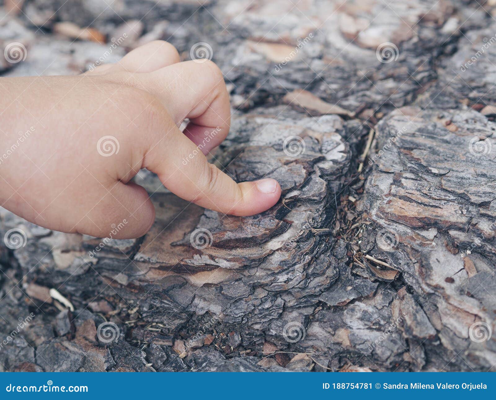 Child`s Hand Pointing at a Tree Trunk in the Forest Stock Image - Image ...