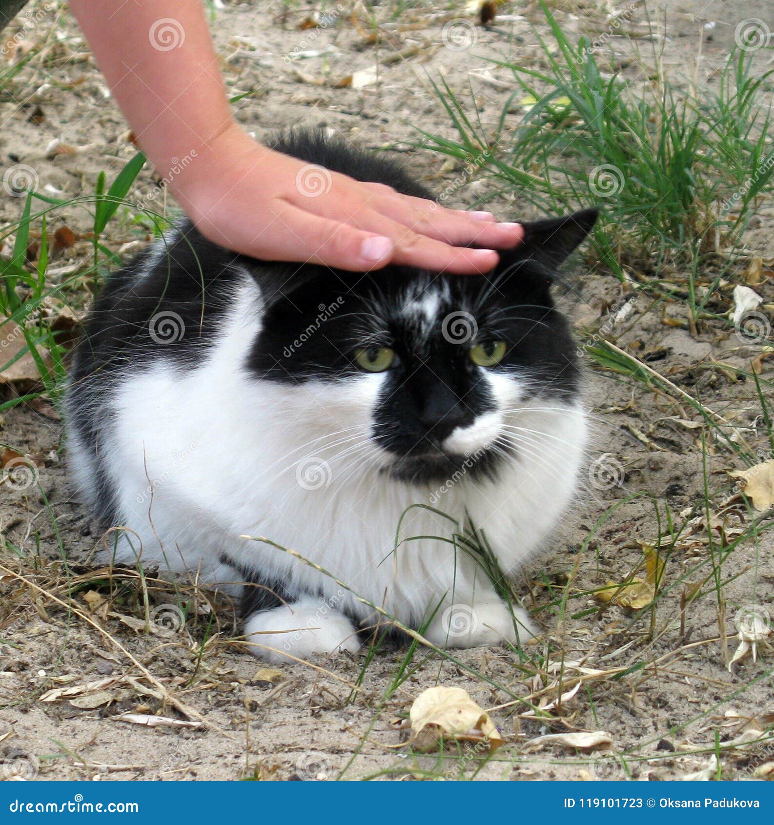 Child`s Hand Stroking a Cat. Stock Image - Image of stroking, eyes ...
