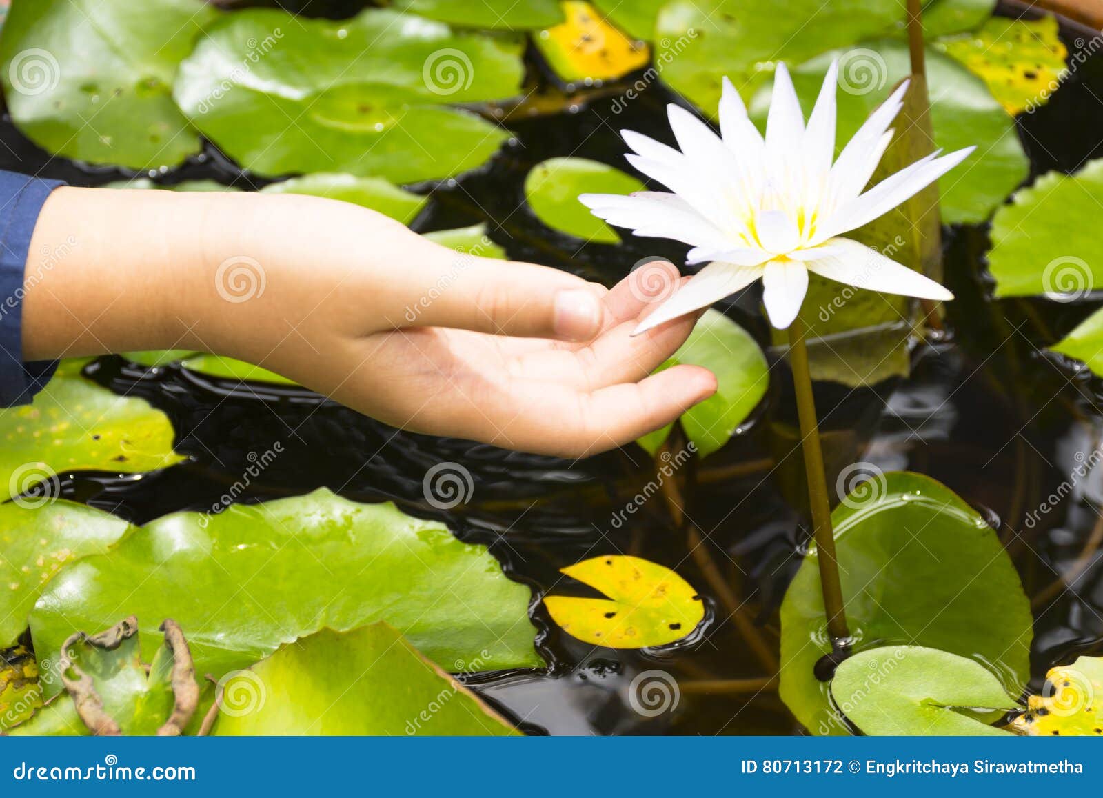 Child`s Hand Touch White Lotus.or the Immersive Nature Stock Photo ...