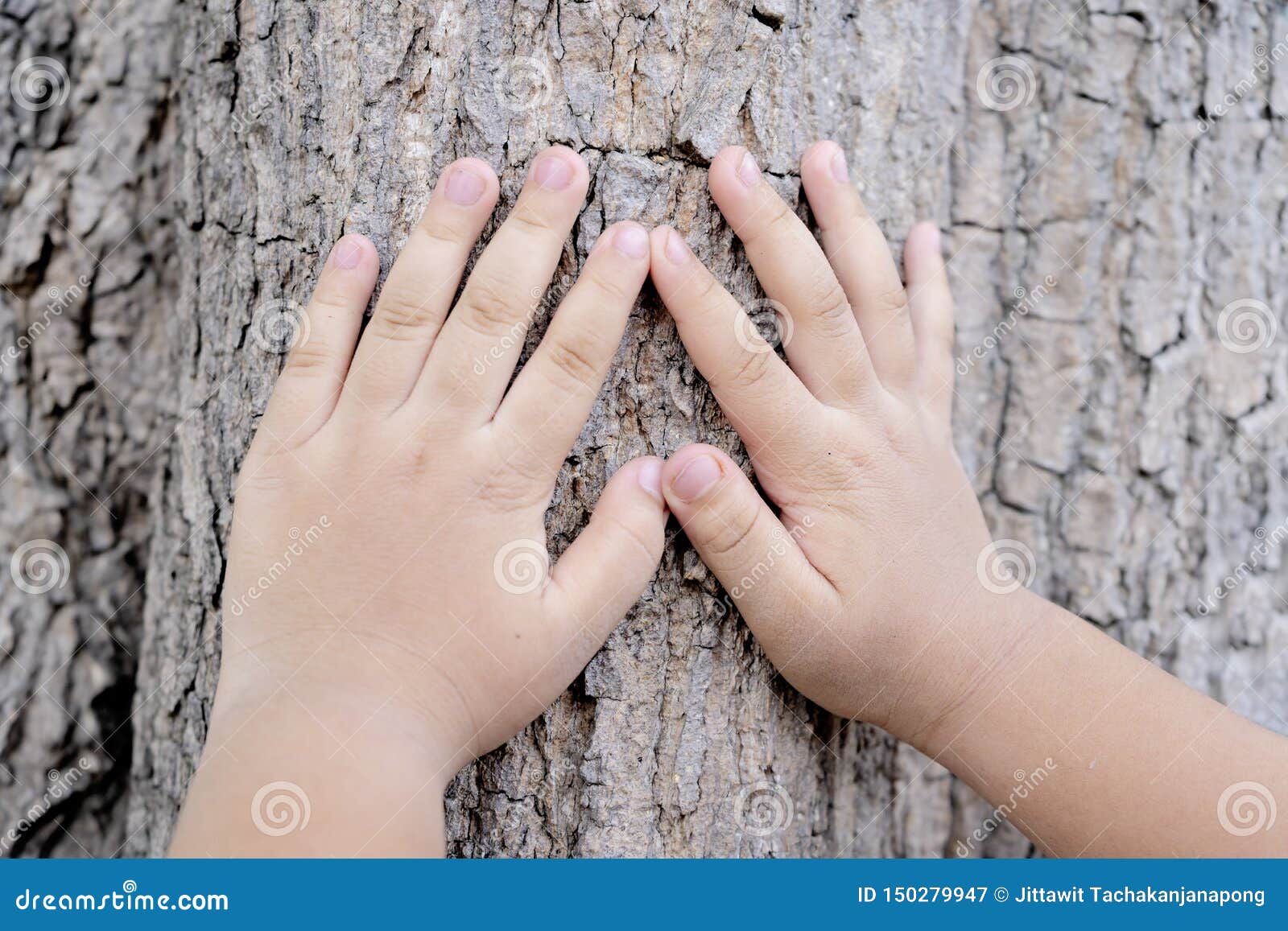 The Child`s Hand is Touching the Tree Stock Image - Image of forest ...
