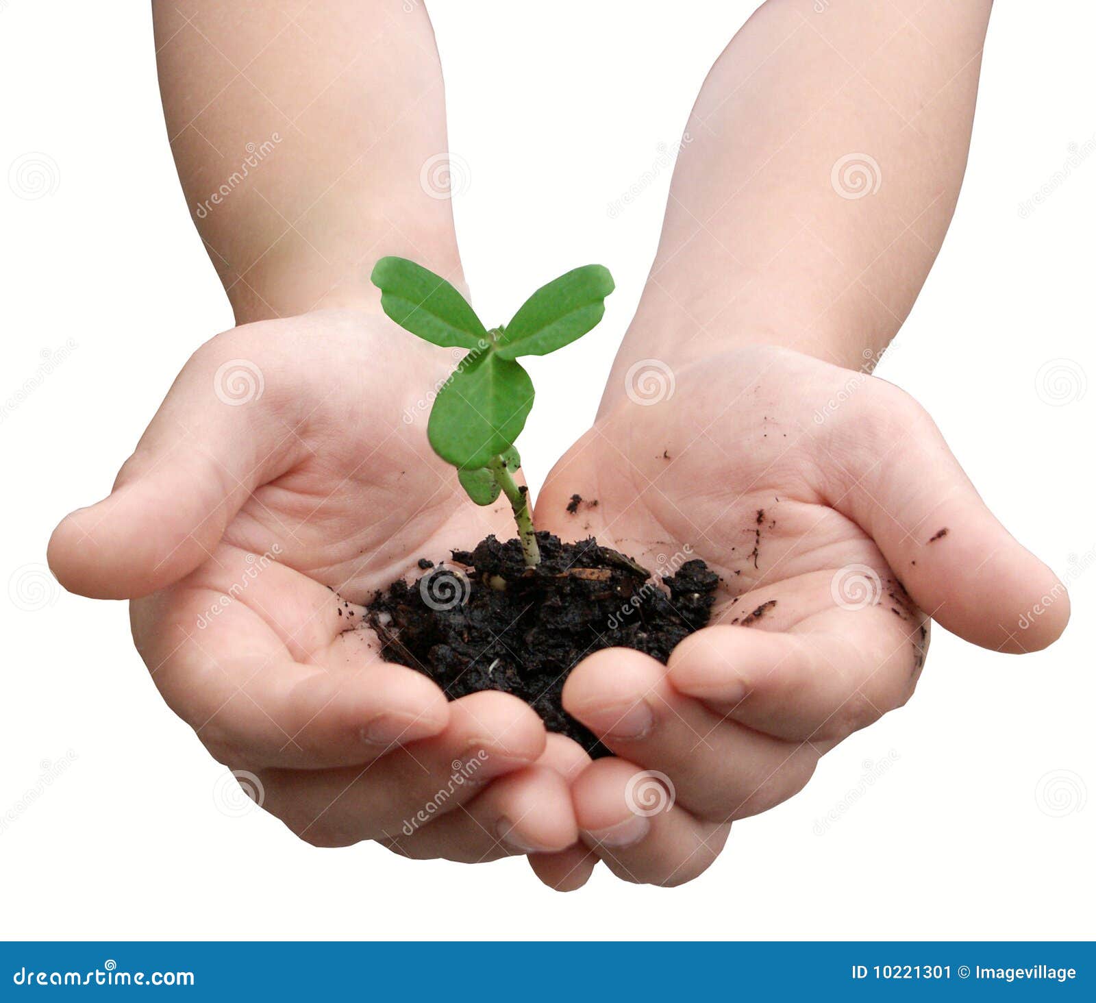 Child S Hands Holding a Small Plant Stock Image - Image of fragile ...