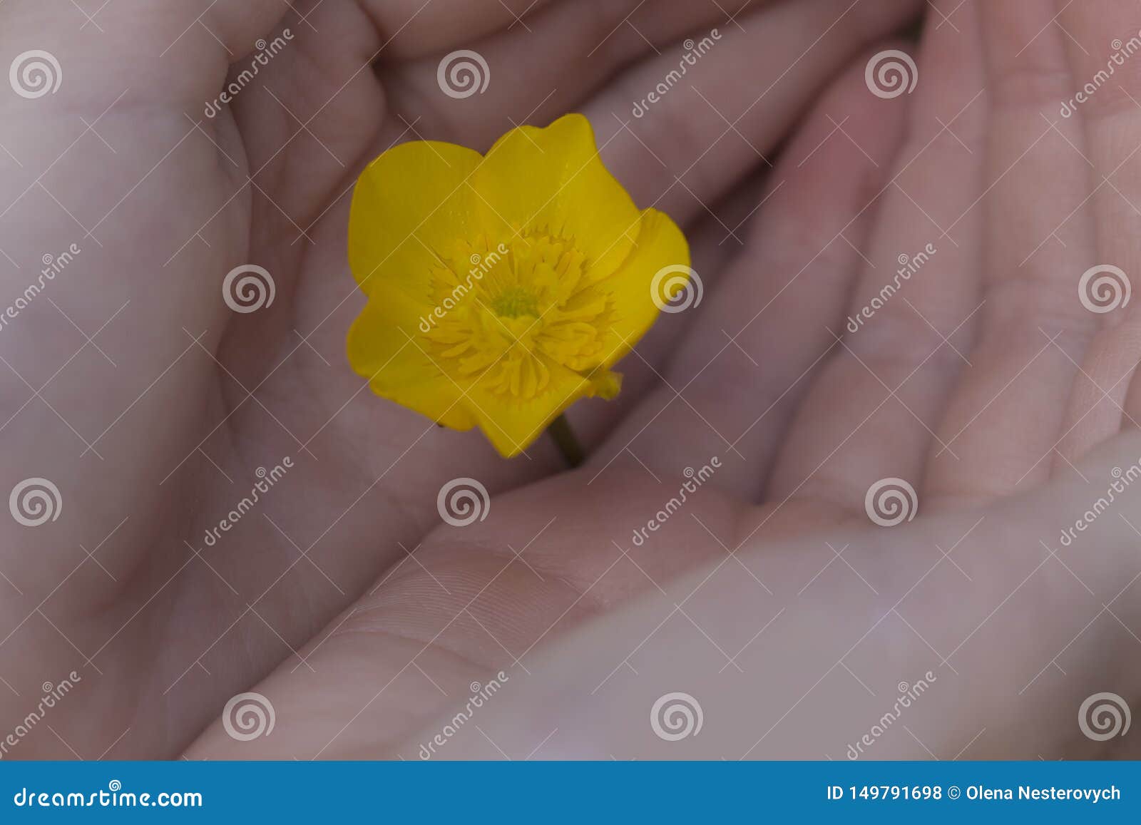 Child`s Hands Holding Small Yellow Flower Stock Photo - Image of floral ...