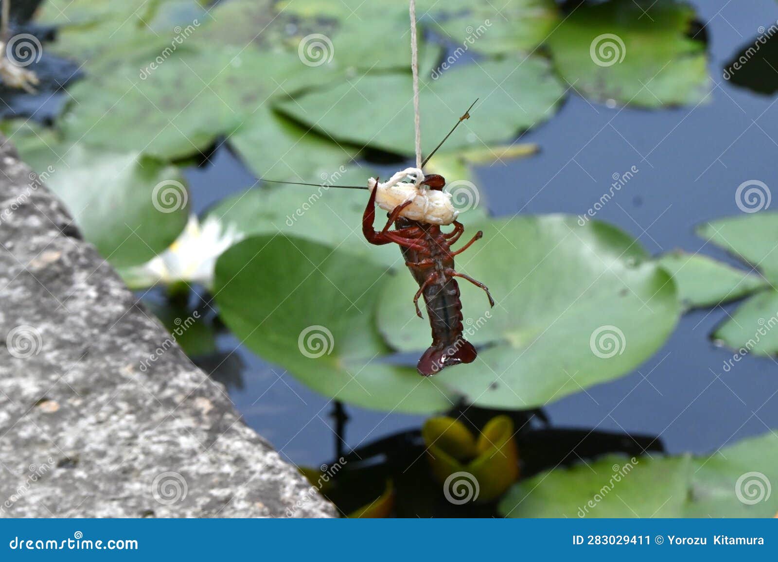 Child S Play Crayfish Catch. Stock Image - Image of stream, crayfish ...