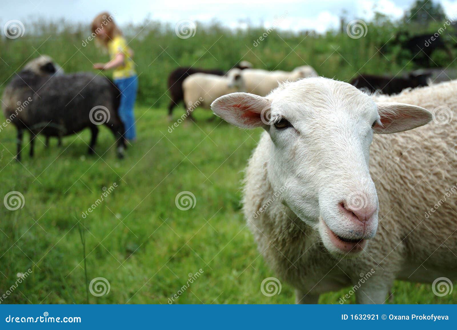 Child and sheep stock image. Image of black, child, lamb - 1632921