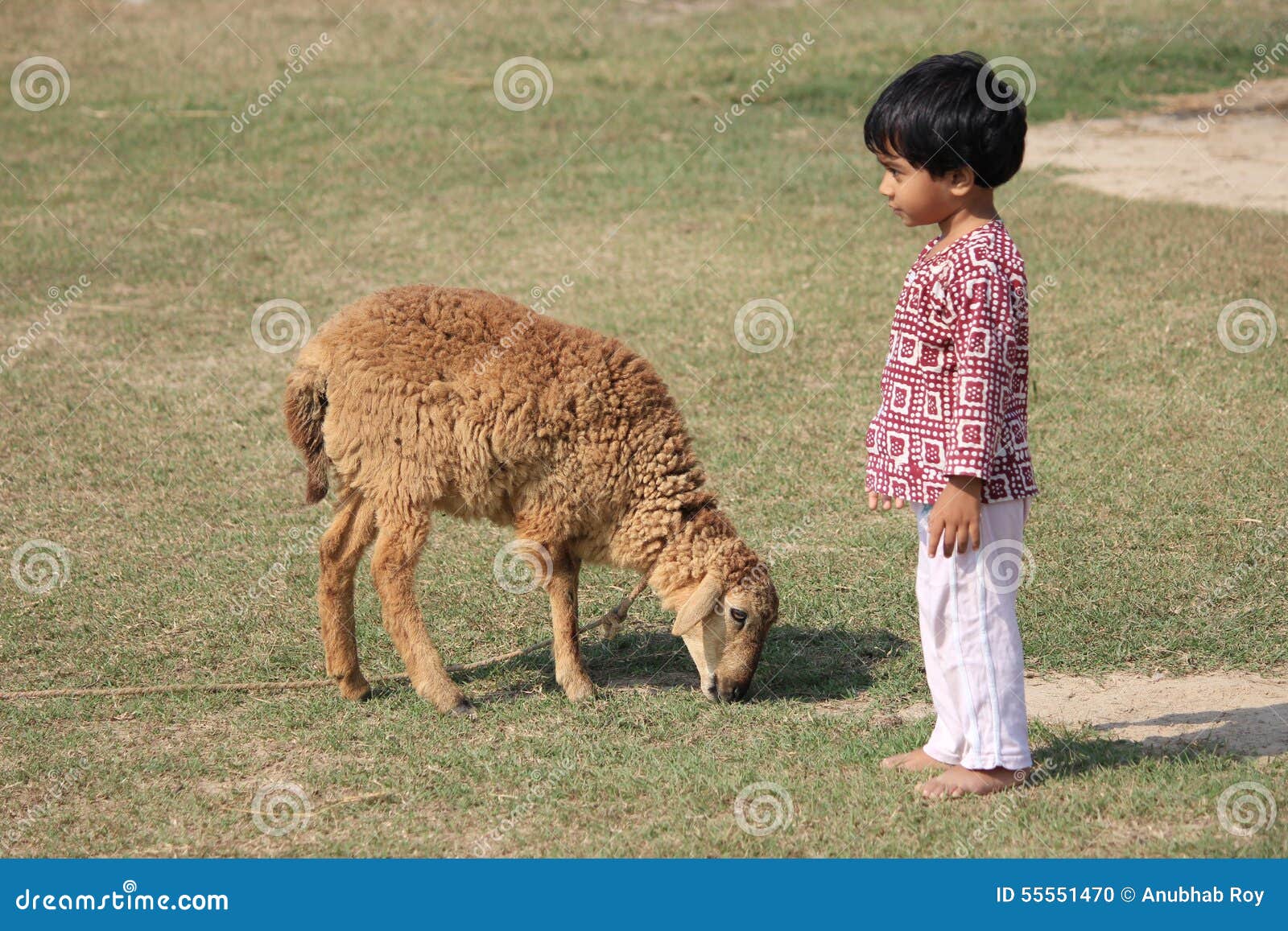 Child and Sheep is in the Field. Stock Photo - Image of laugh, bend ...