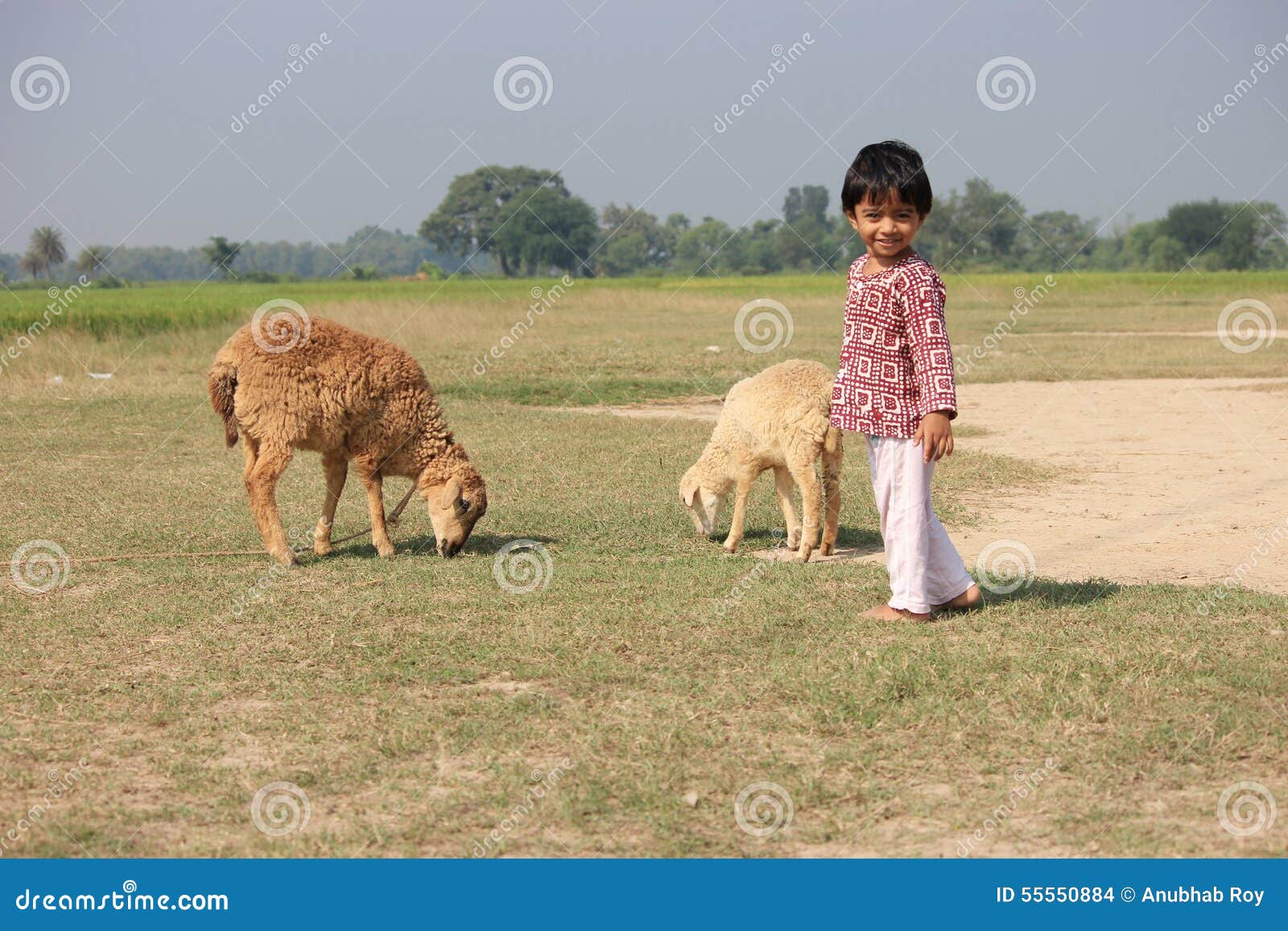 Child and Sheep is in the Filed. Stock Photo - Image of play, cute ...