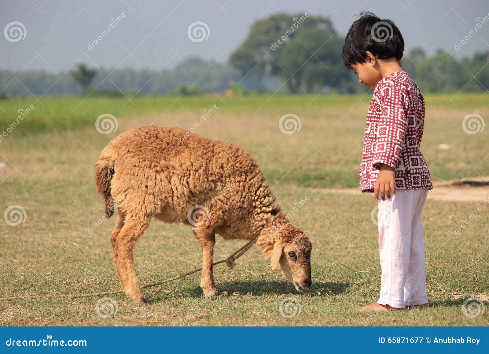 Child and Sheep is in the Filed. Stock Image - Image of innocent, grass ...