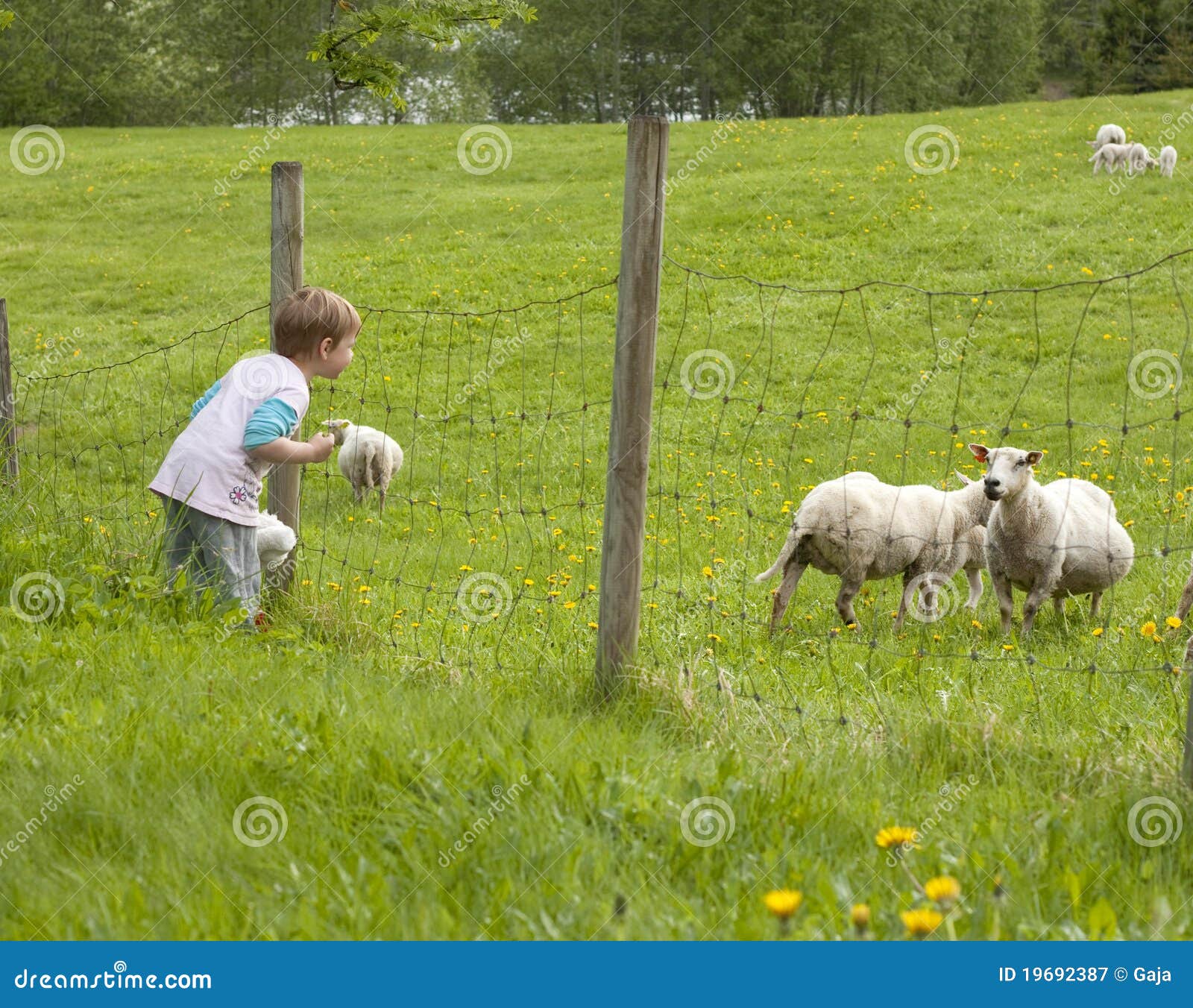 Child sheep watching stock image. Image of domestic, female - 19692387