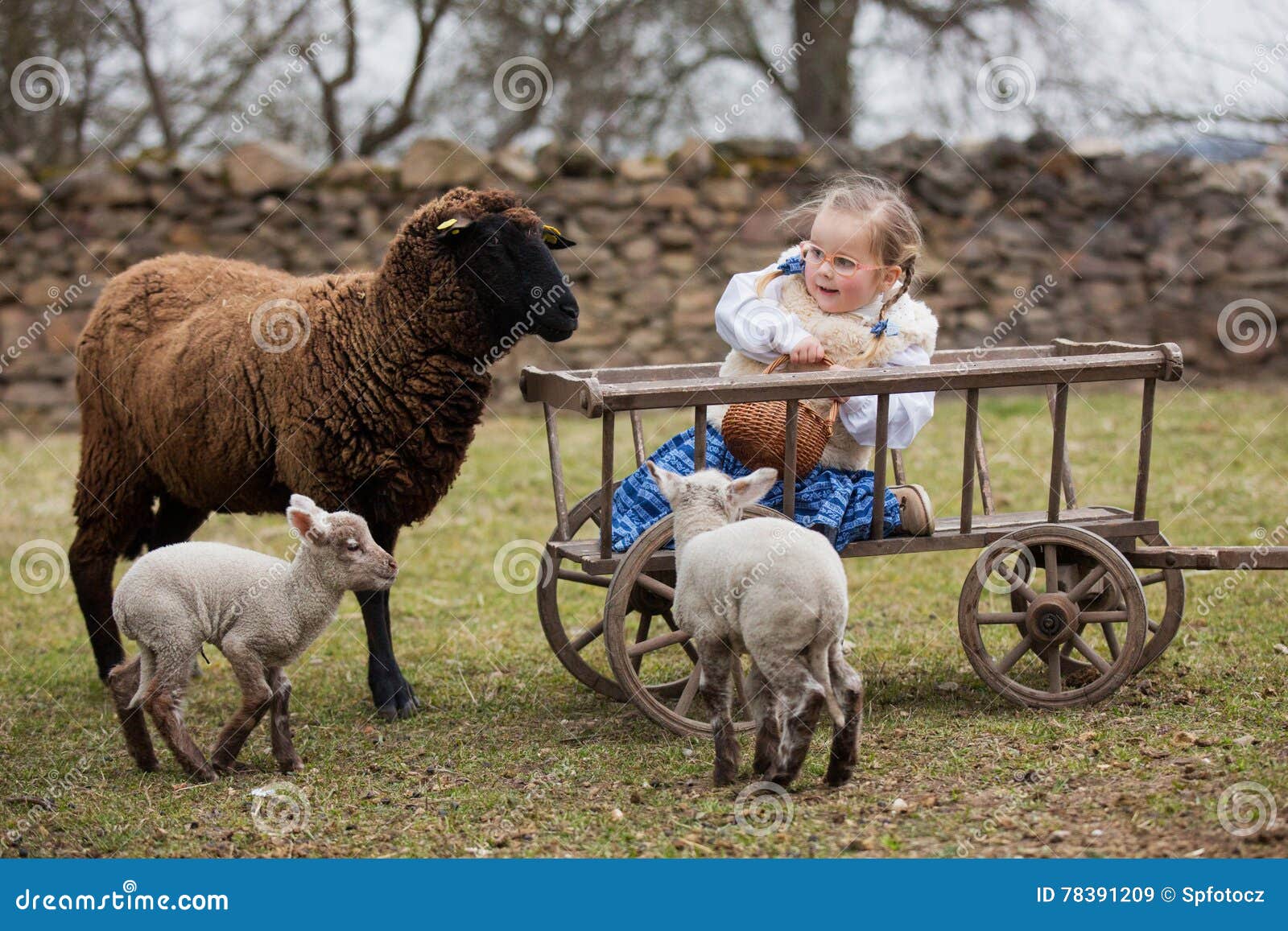 Child and sheeps stock image. Image of grass, breeding - 78391209