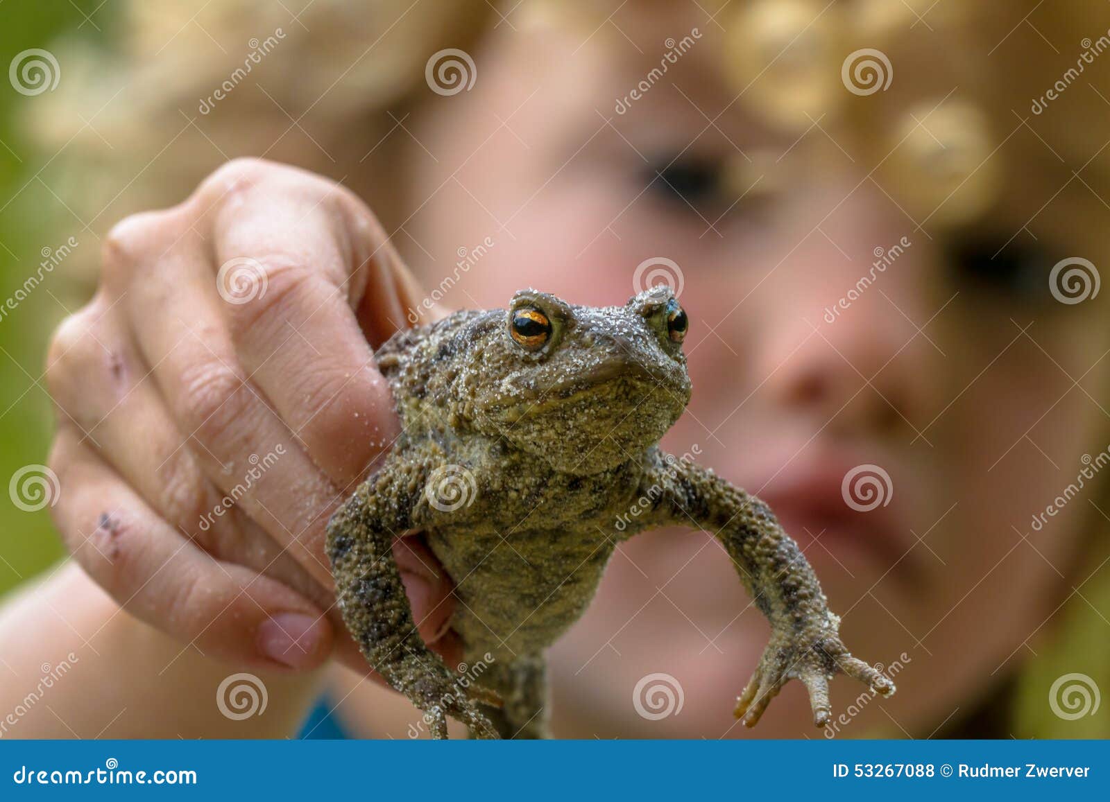 Child Showing a Common Toad Stock Photo - Image of amphibian ...