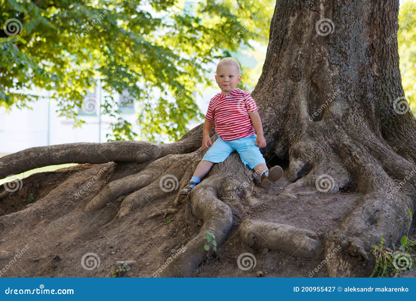 The Child is Sitting on the Roots of a Large Tree Stock Image - Image ...