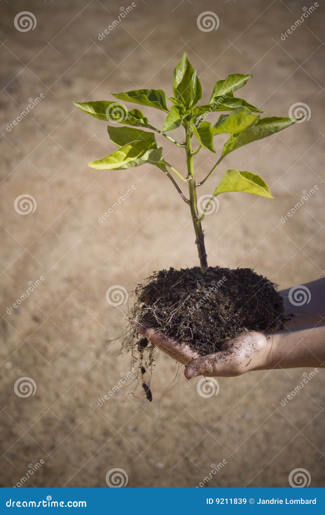Child with Small Tree in Hands Stock Image - Image of leaves, green ...