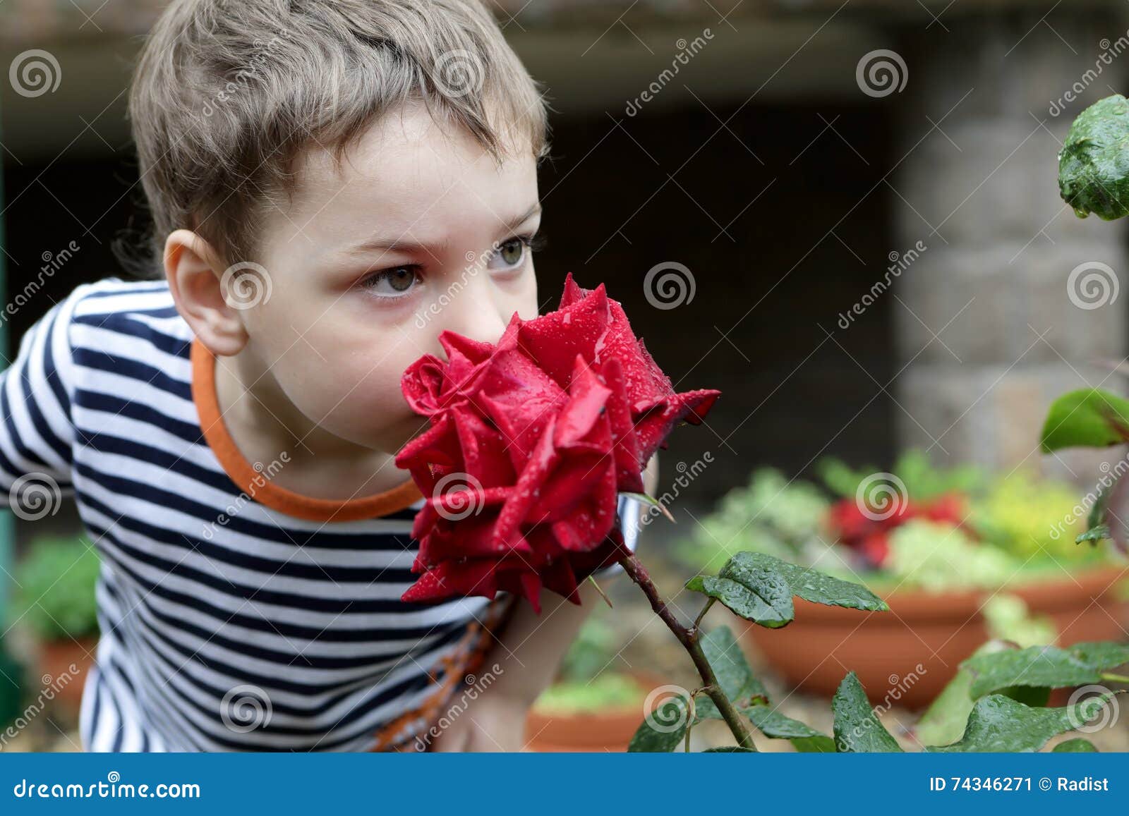 Child smelling rose stock image. Image of innocence, gardening - 74346271