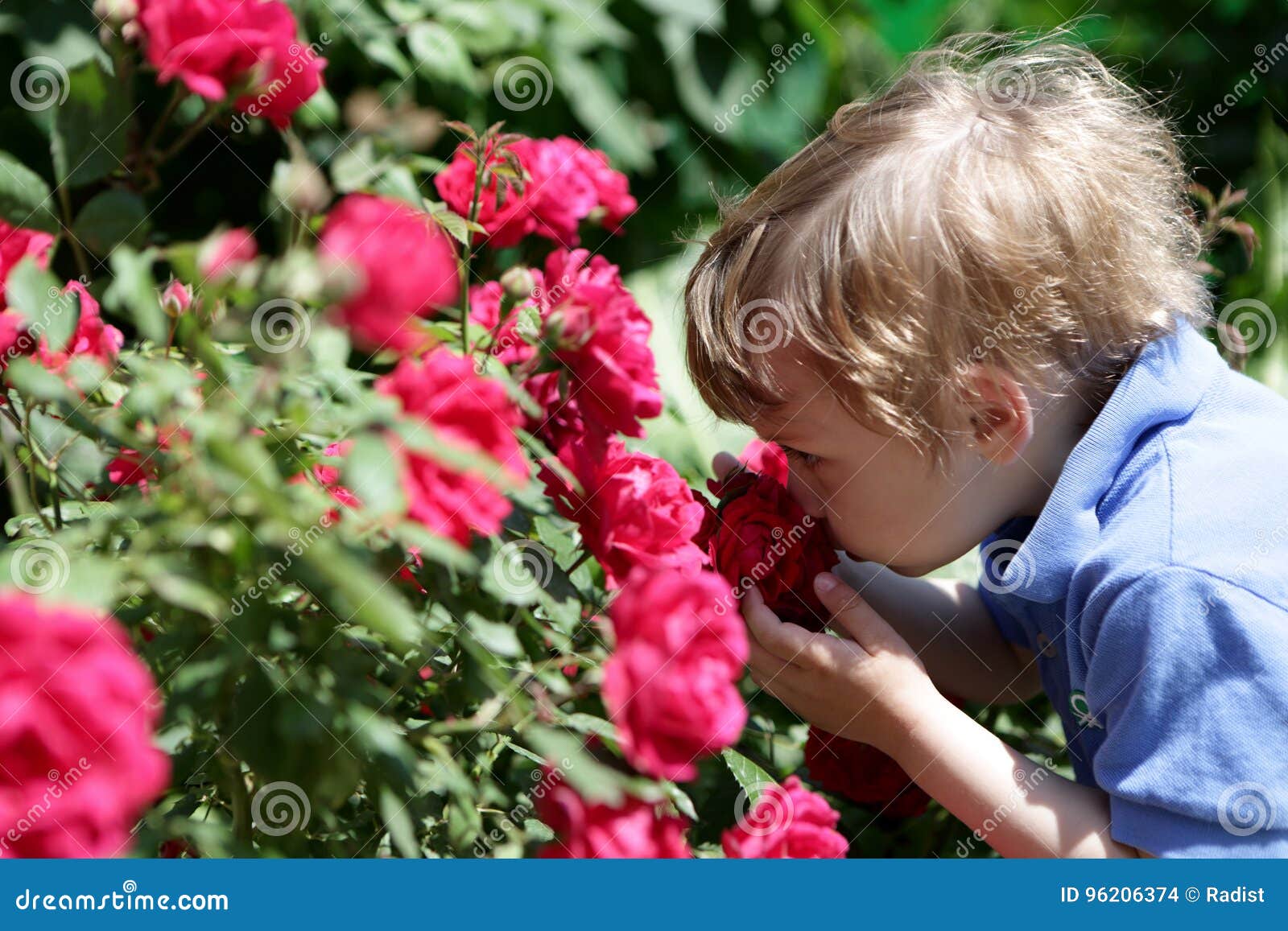 Child smelling rose stock photo. Image of garden, green - 96206374