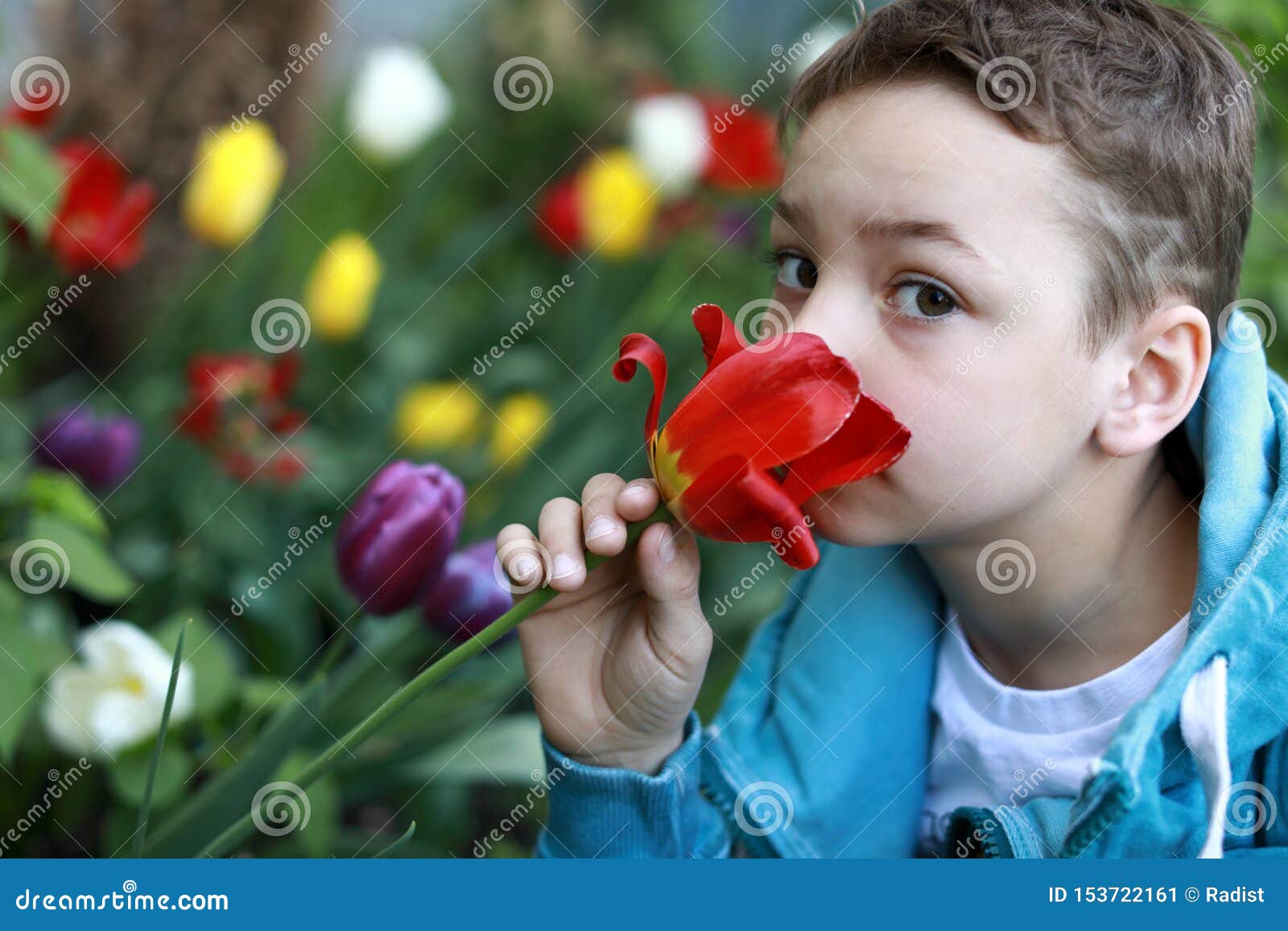 Child Sniffing Tulip Flower Stock Image - Image of eyes, green: 153722161