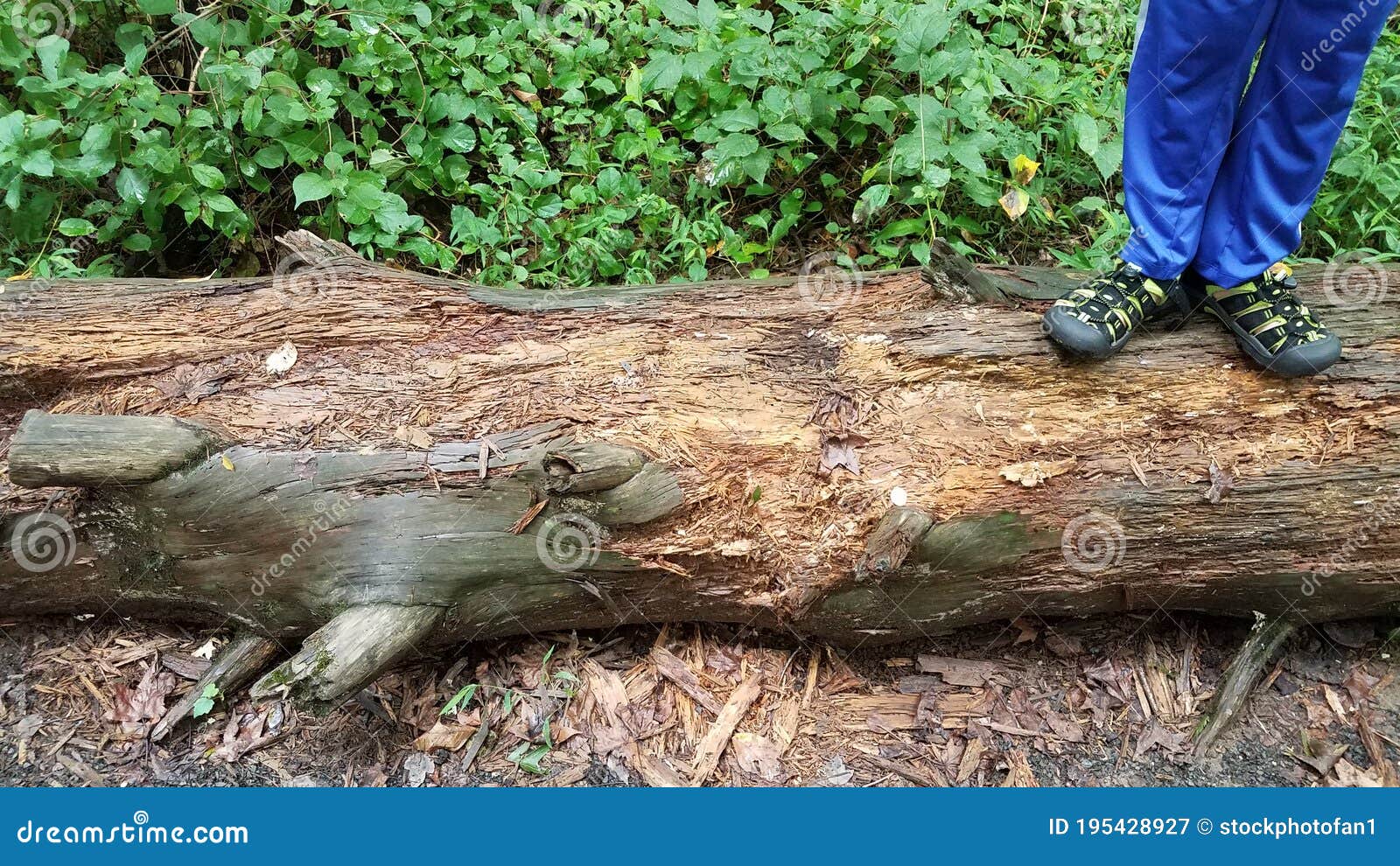 Child Standing on Decomposing or Rotting Wood Log or Tree Stock Image ...