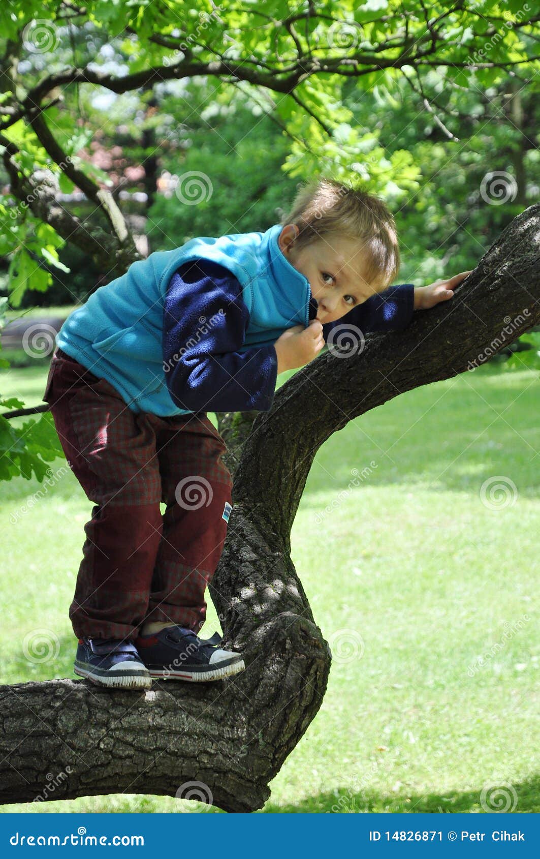 Child Standing on Tree Branch Stock Image - Image of surmount, bough ...
