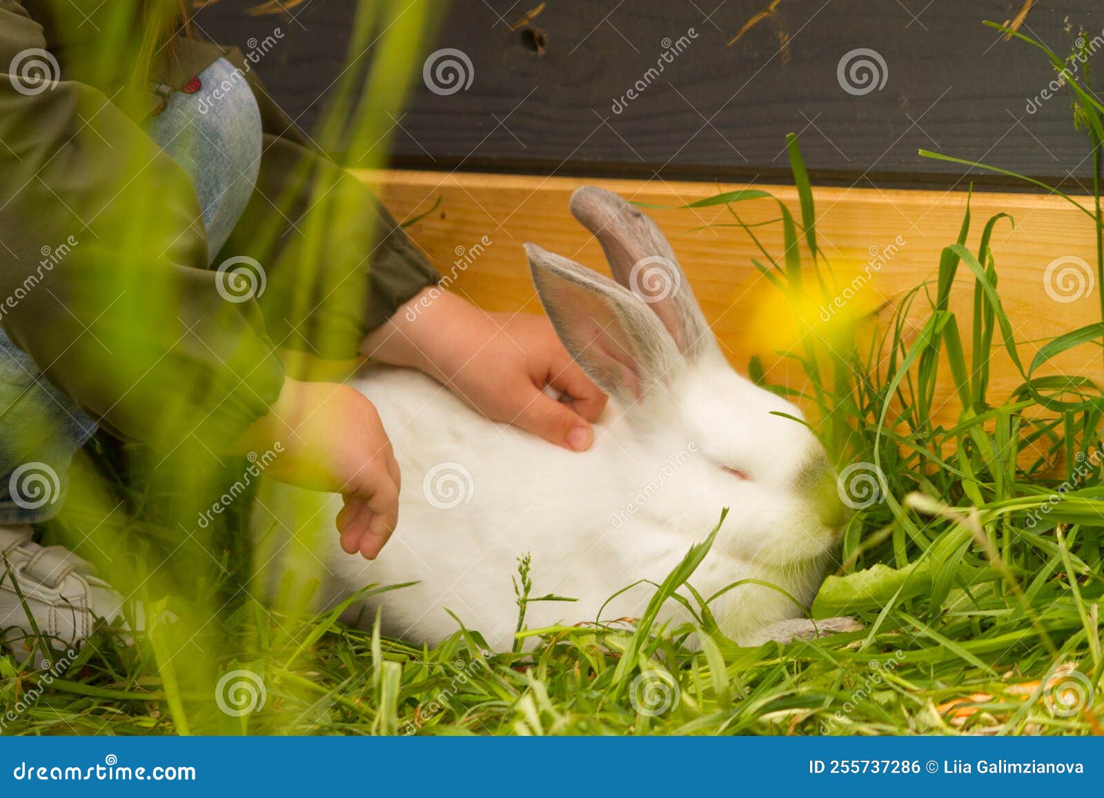 Child Stroking a White Rabbit Stock Photo - Image of small, child ...