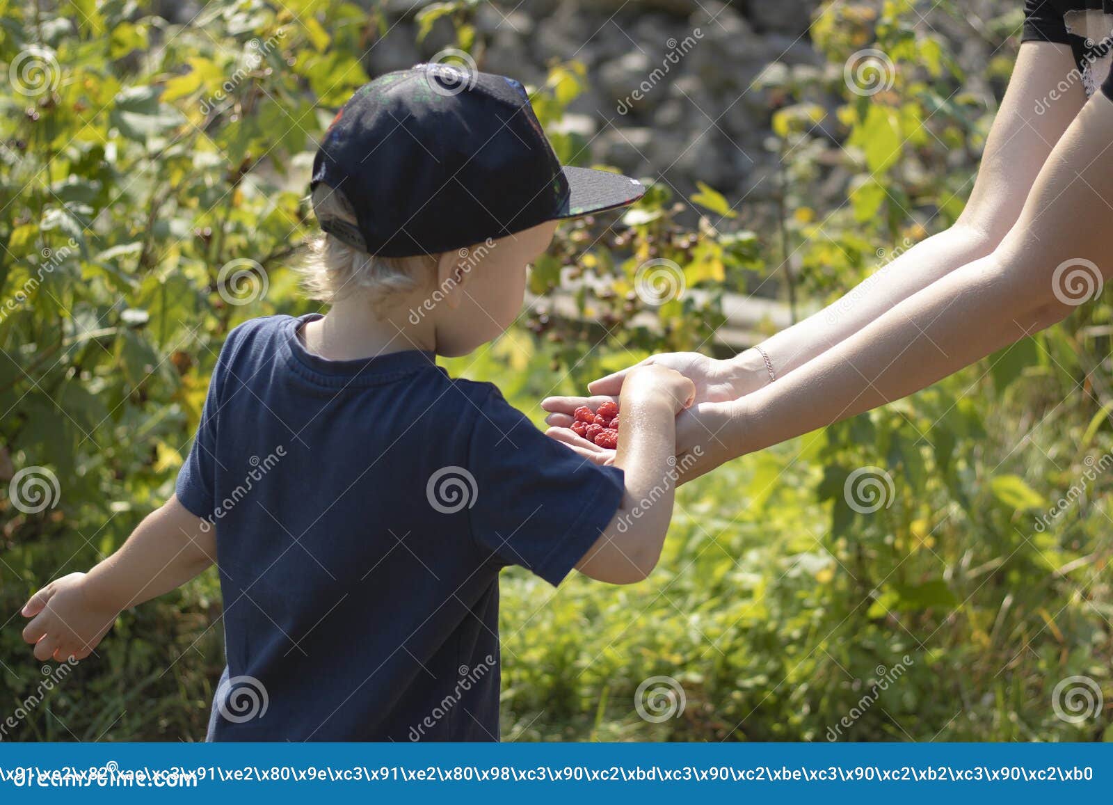 The Child Takes the Raspberry from His Hands and Eats it Stock Photo ...