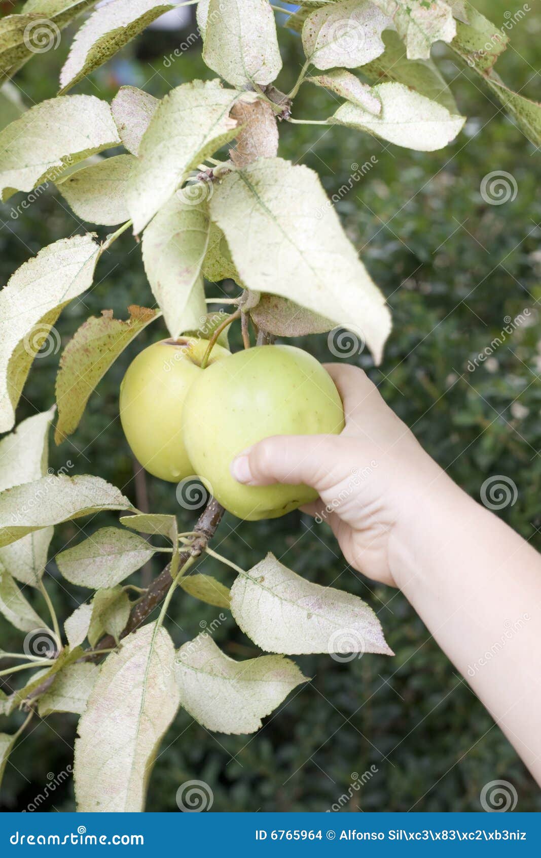 Child Taking an Apple Directly from the Tree Stock Photo - Image of ...