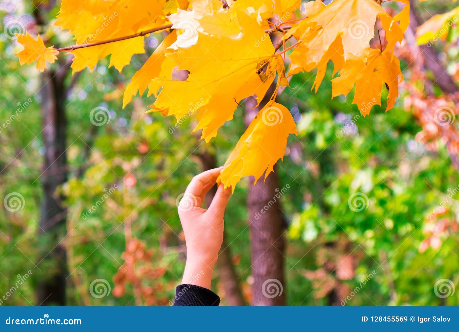 A Child Tears Off a Yellow Maple Leaf from a Tree Stock Image - Image ...