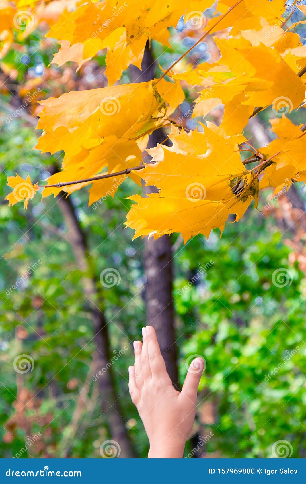 A Child Tears Off a Yellow Maple Leaf from a Tree Stock Photo - Image ...