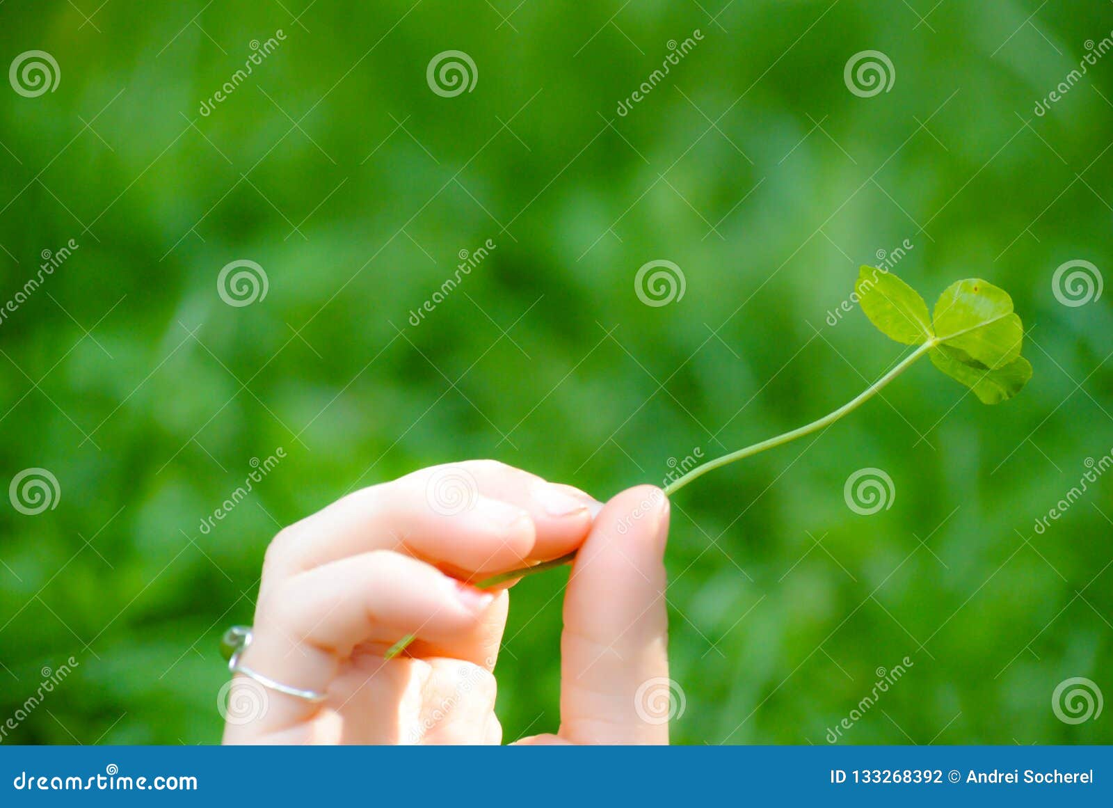 Child Holding a Three Leaf Clover Stock Photo - Image of three, holding ...