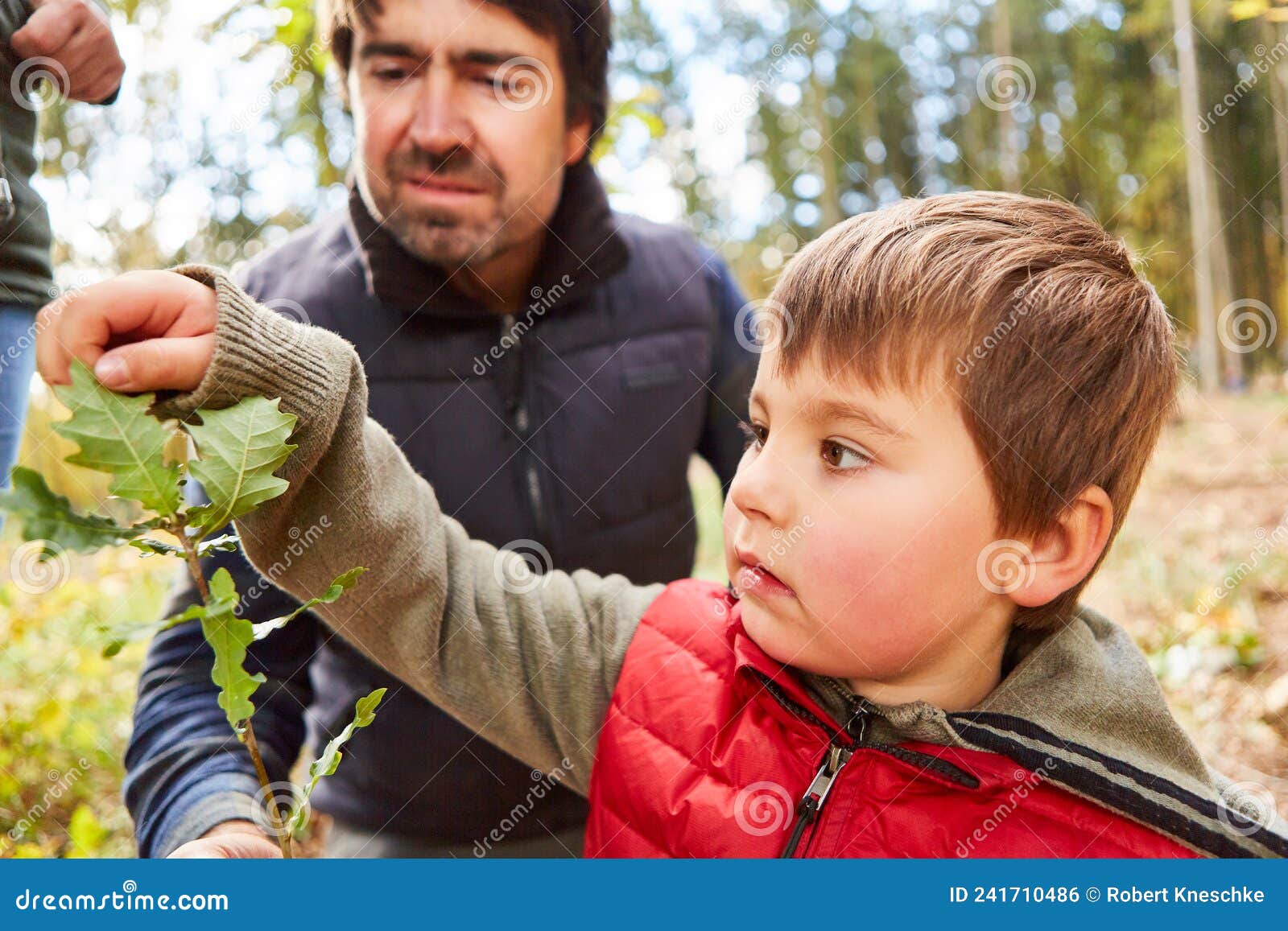 Child Touches the Leaf of an Oak Tree during the Tree Study Lesson ...