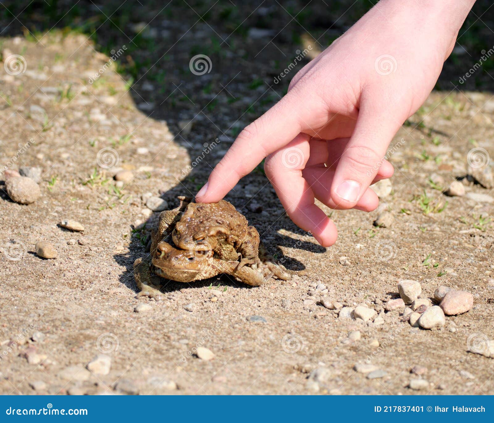 A Child Touches an Ordinary Frog Sitting on the Ground with His Hand ...